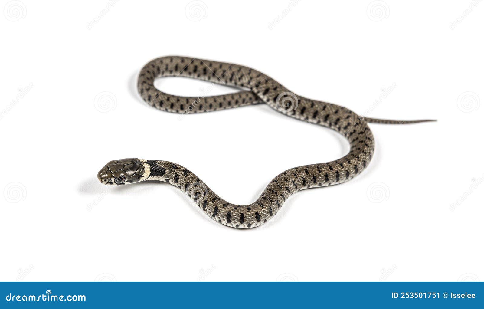 Natrix Natrix Natrix, Serpiente De Hierba Aislada En Blanco Imagen de ...