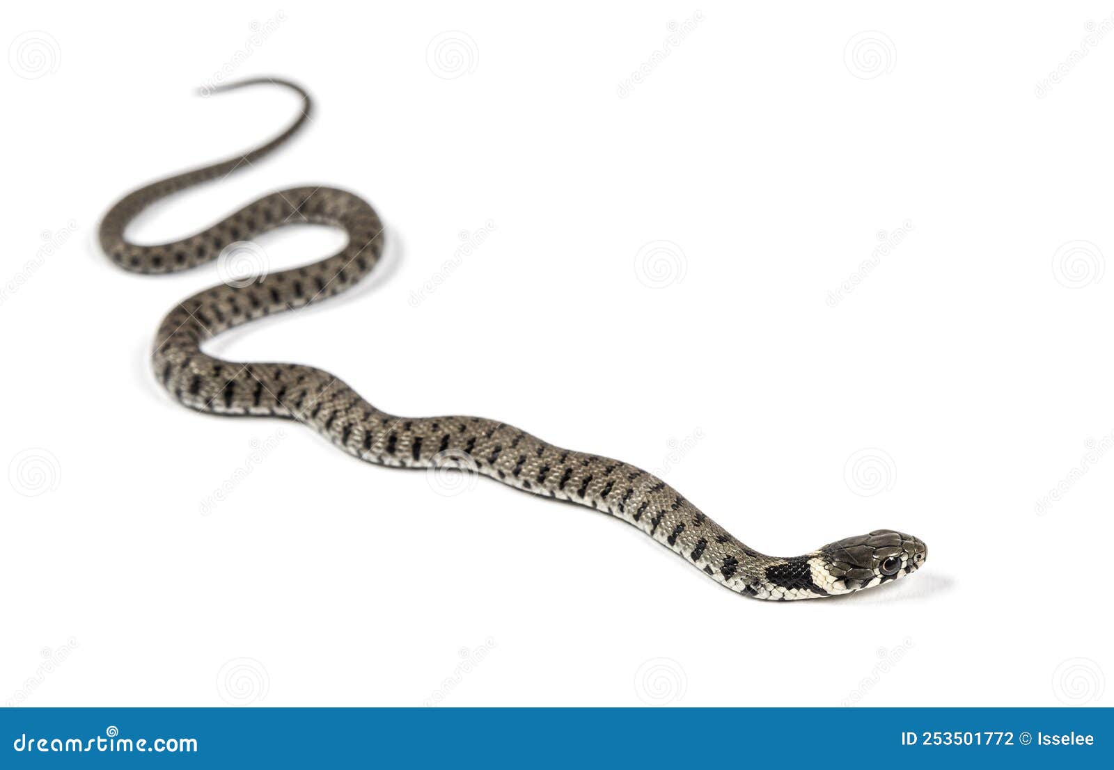 Natrix Natrix Natrix, Serpiente De Hierba Aislada En Blanco Foto de ...