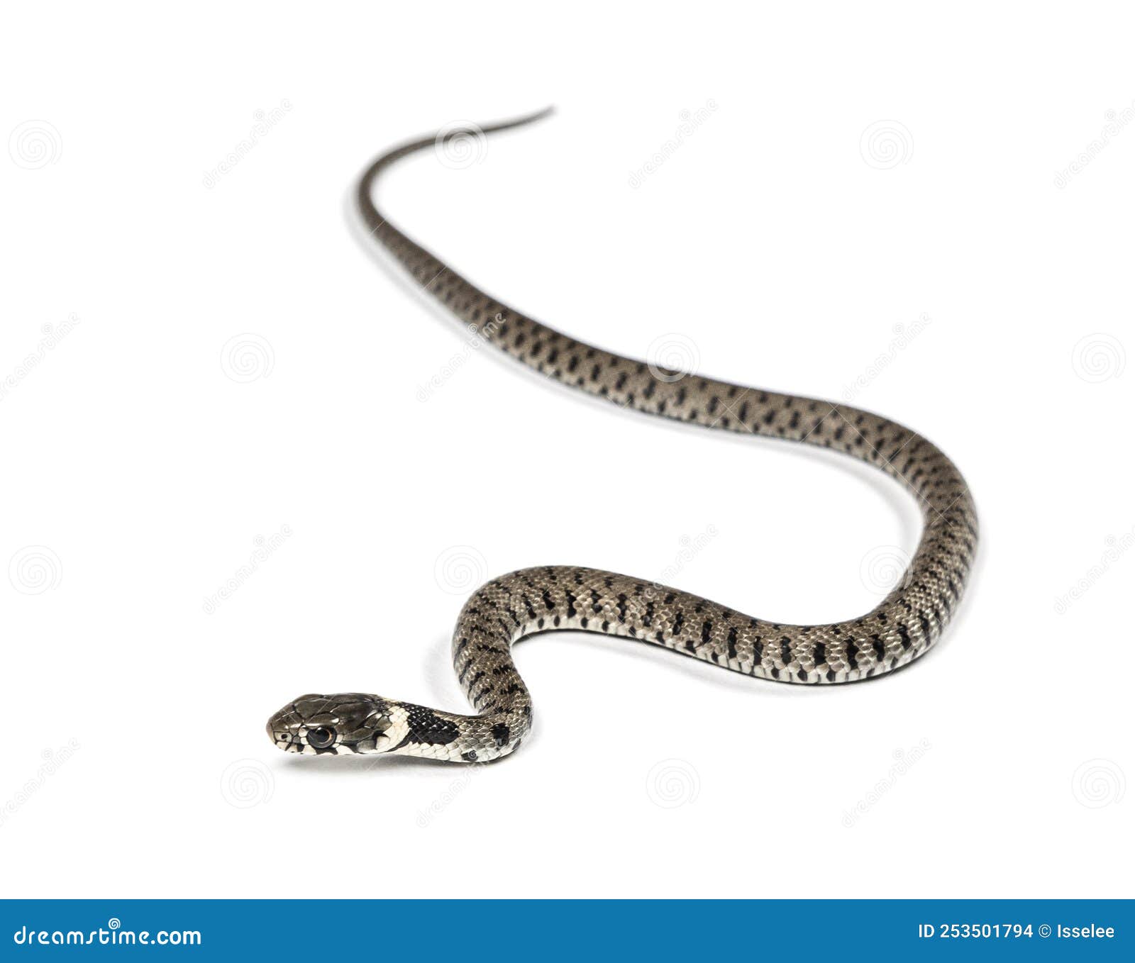 Natrix Natrix Natrix, Serpiente De Hierba Aislada En Blanco Foto de ...