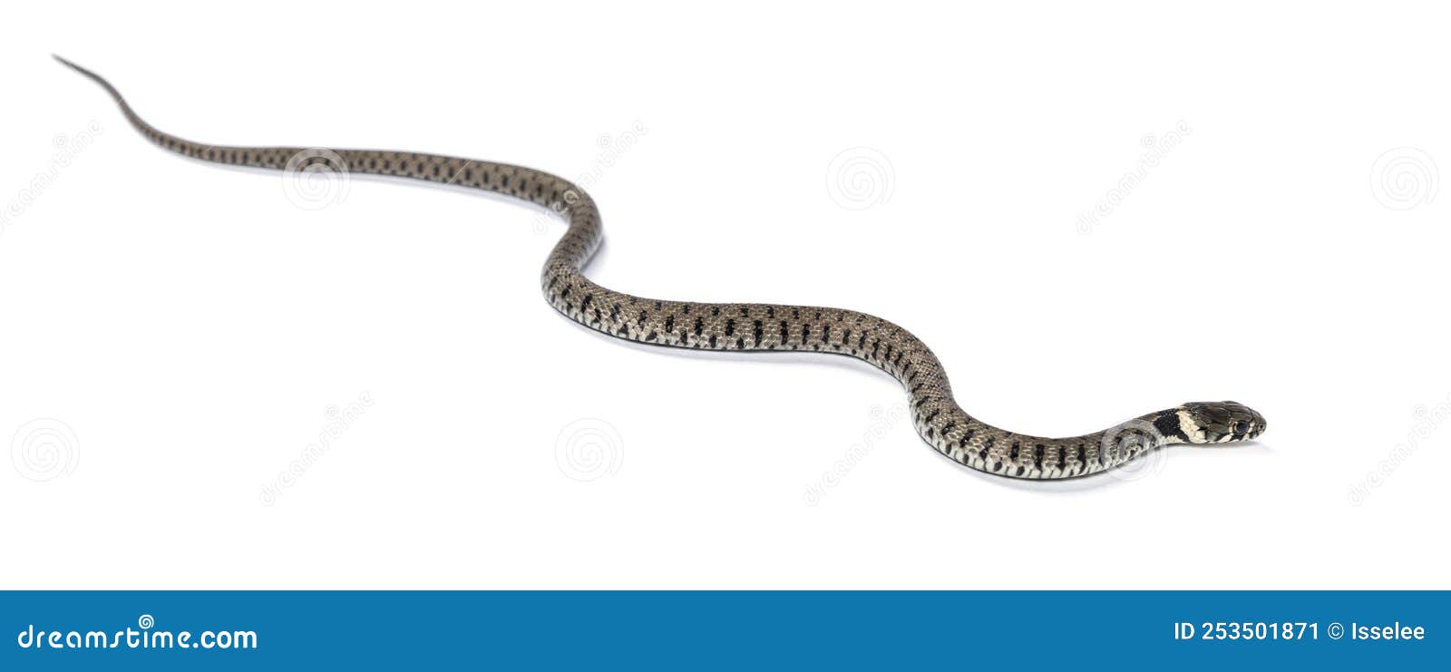 Natrix Natrix Natrix, Serpiente De Hierba Aislada En Blanco Imagen de ...