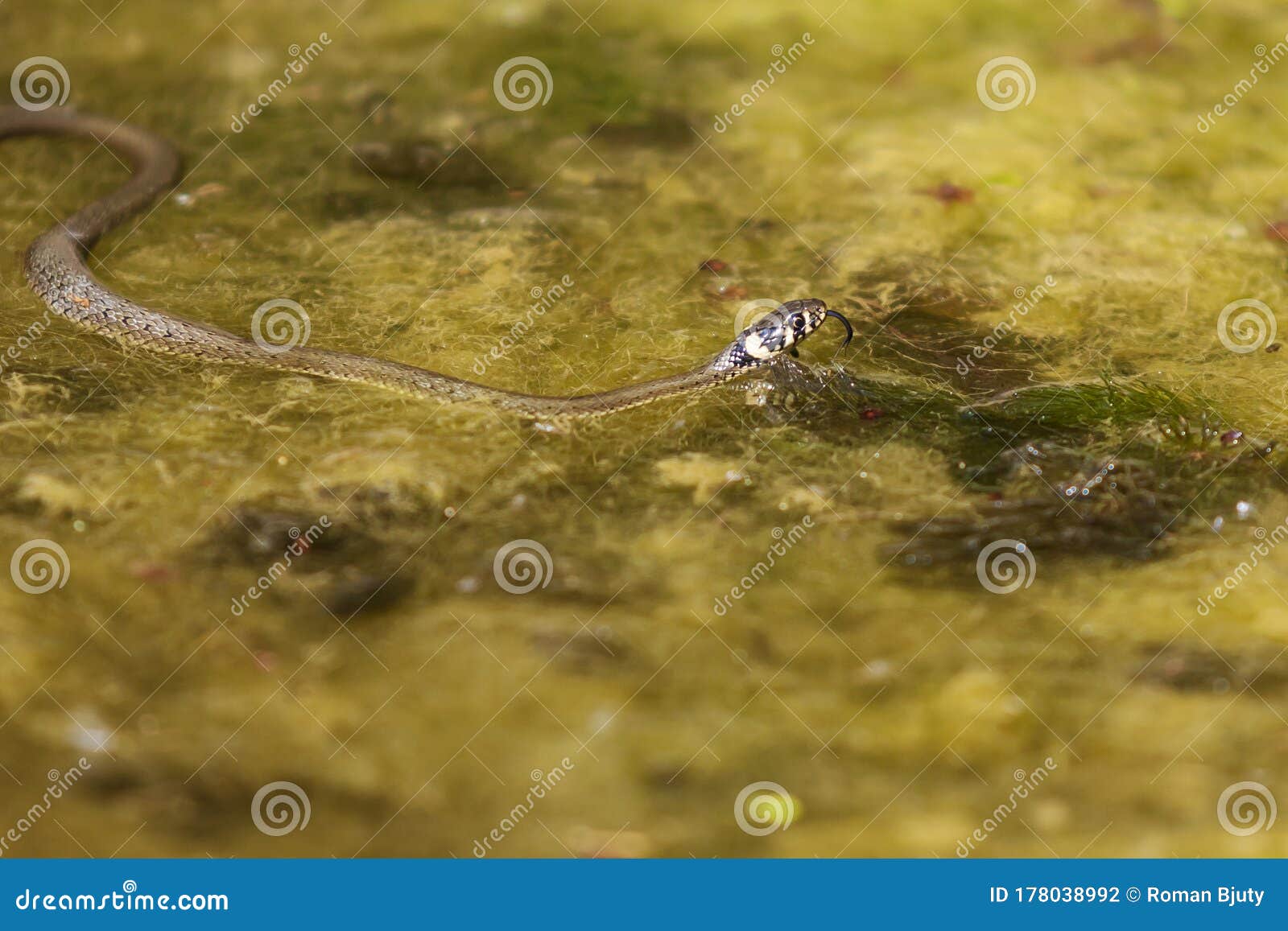 Natrix natrix - the snake stock photo. Image of closeup - 178038992