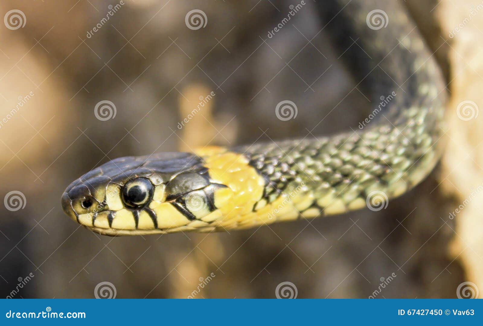 Natrix. Snake on a rock. stock photo. Image of jaws, glide - 67427450