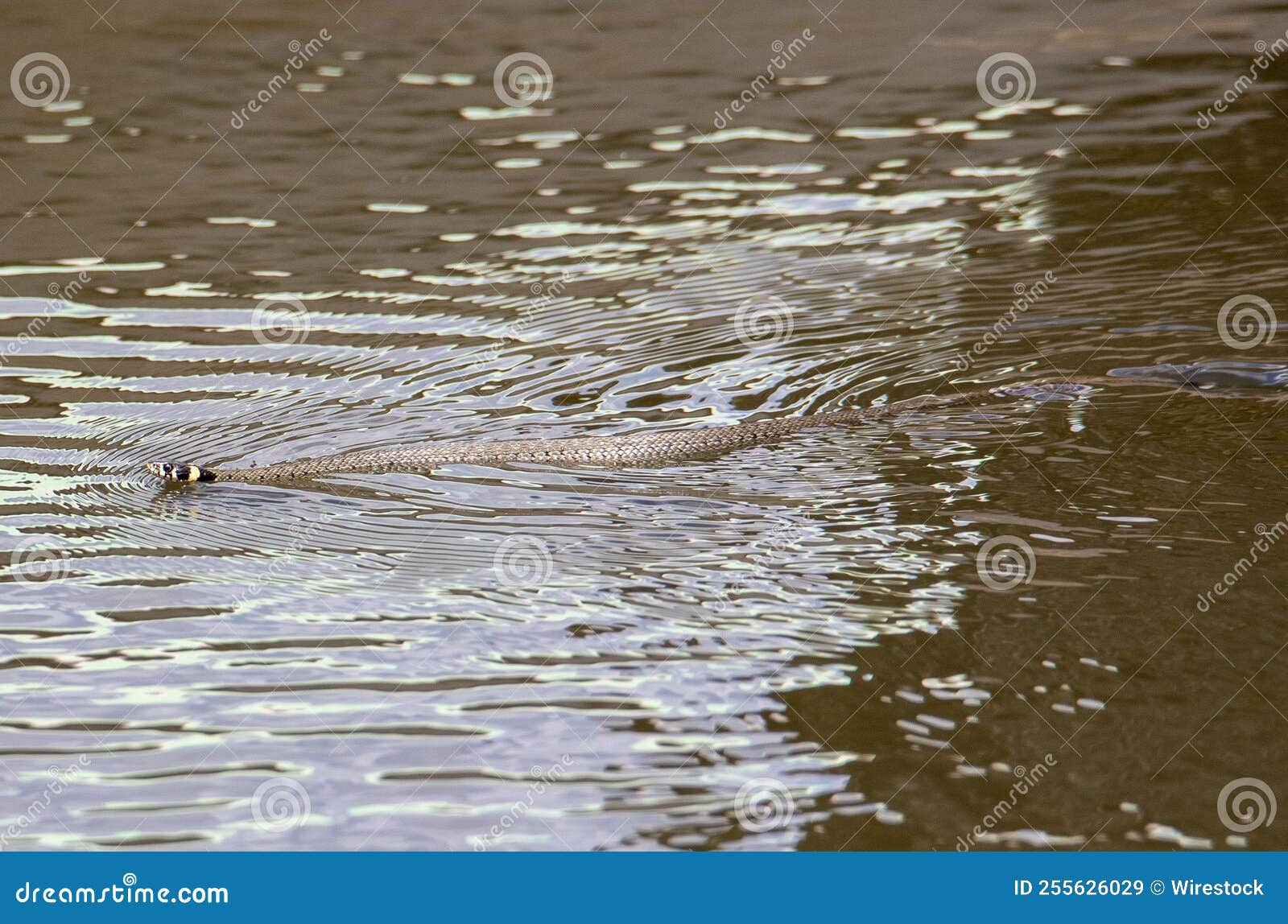 Natrix Natrix Snake Swims in the Water Stock Image - Image of snakes ...