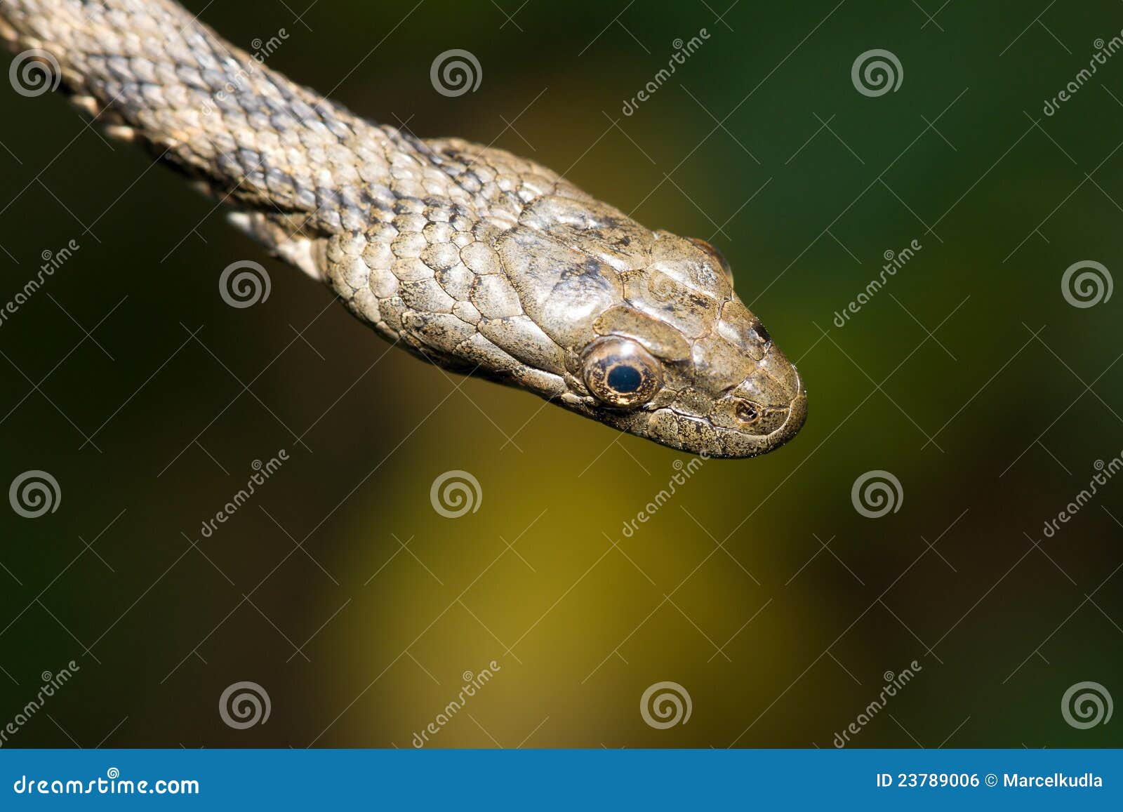Natrix tessellata stock photo. Image of nature, detail - 23789006