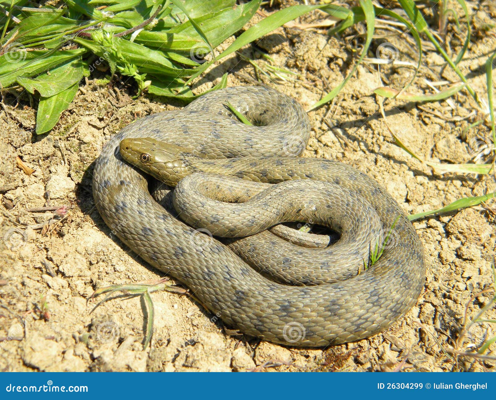 Natrix Tessellata - Dice Snake - Stock Image - Image of tessellata ...