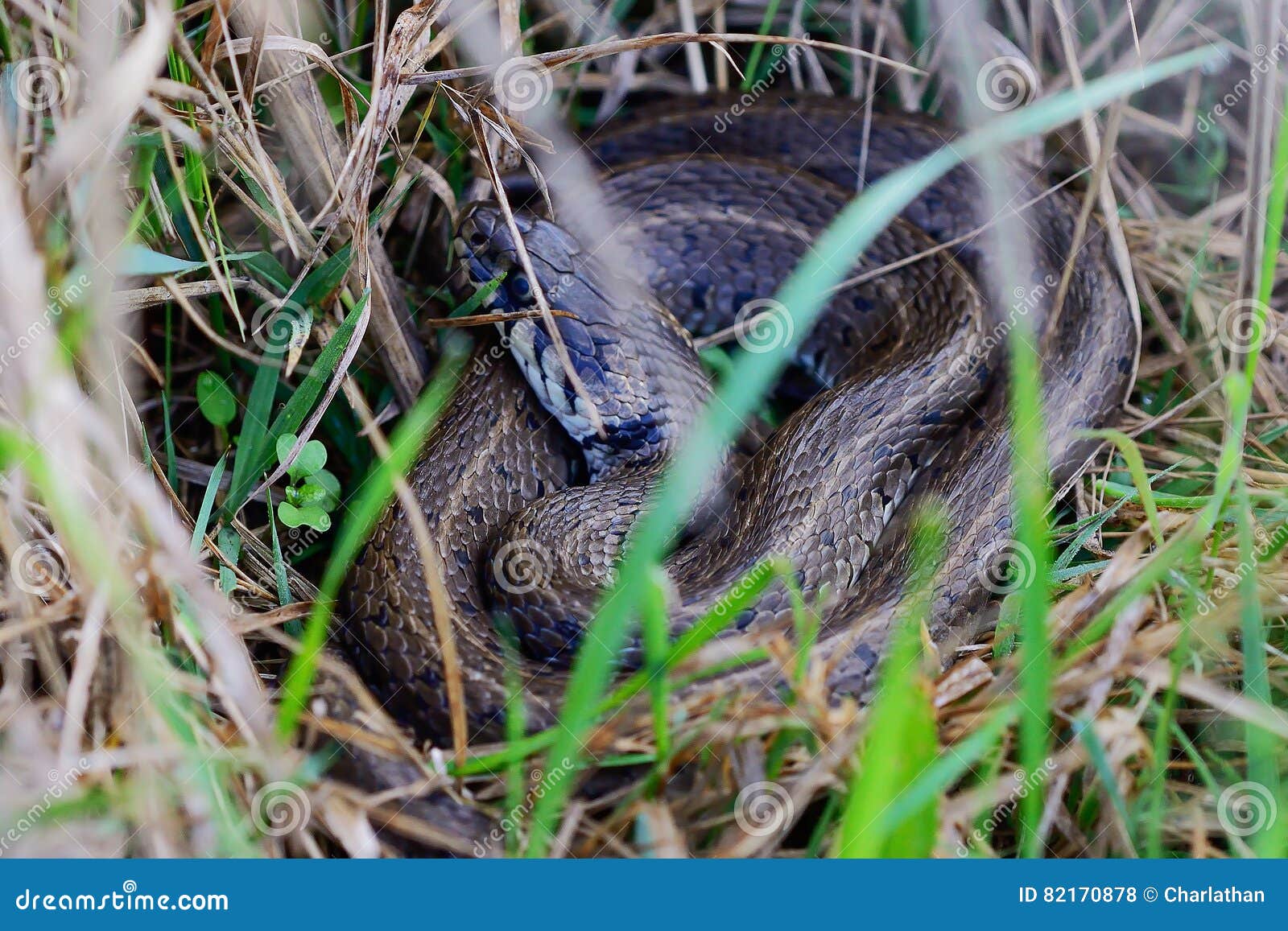 Natrix tessellata Dice stock photo. Image of tail, dice - 82170878