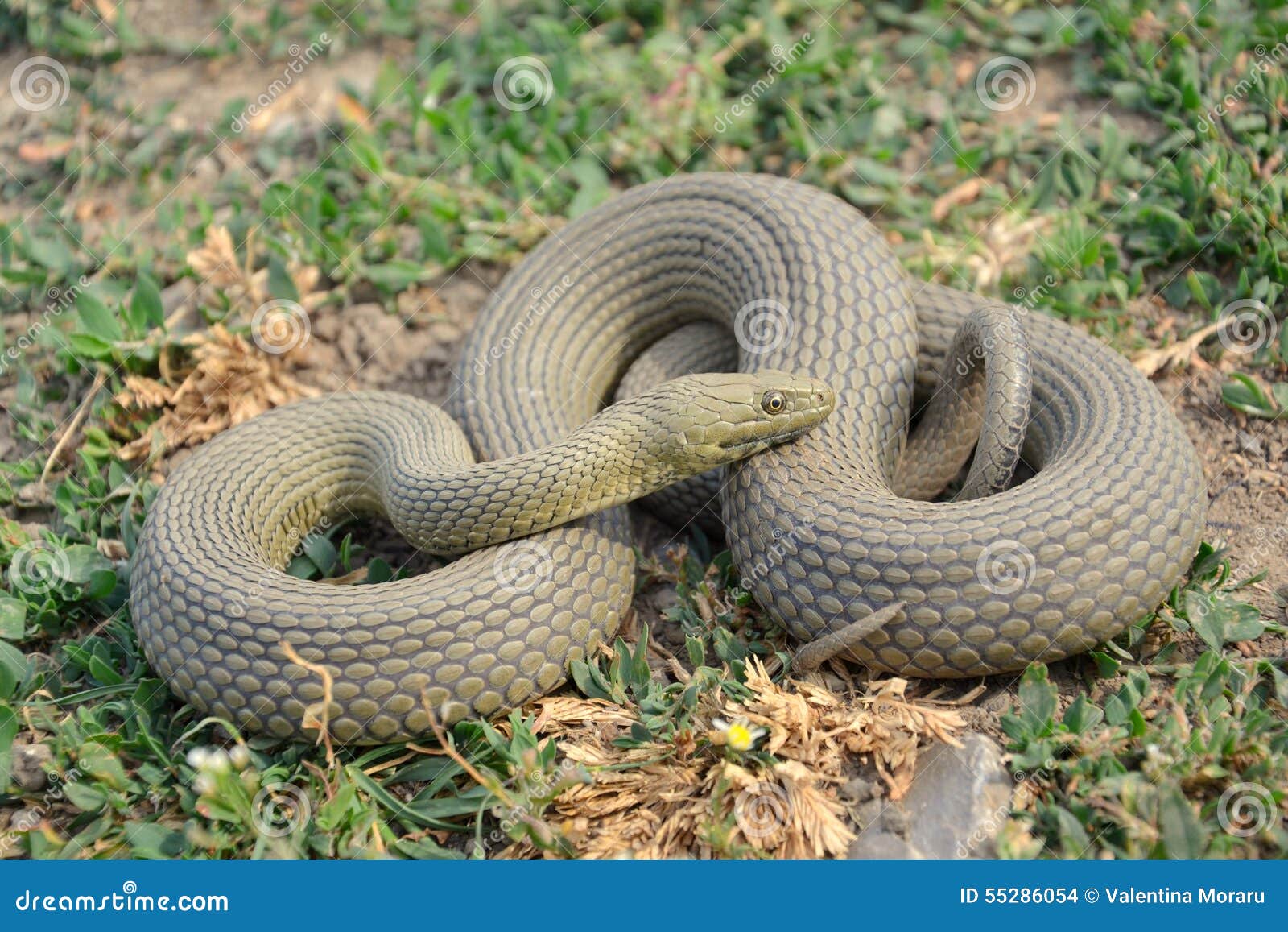 Natrix tessellata stock photo. Image of venomous, posture - 55286054