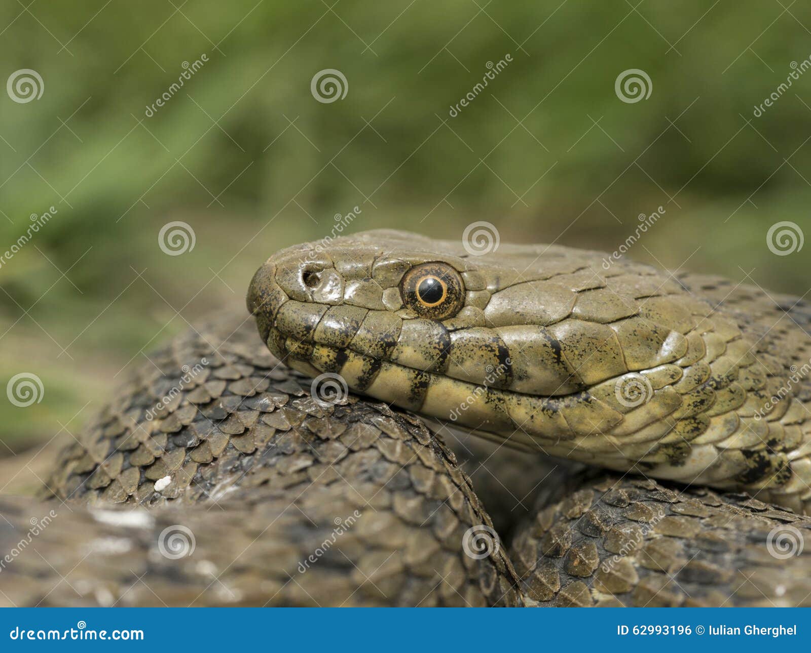 Natrix Tessellata - Dice Snake - Stock Photo - Image of posture ...