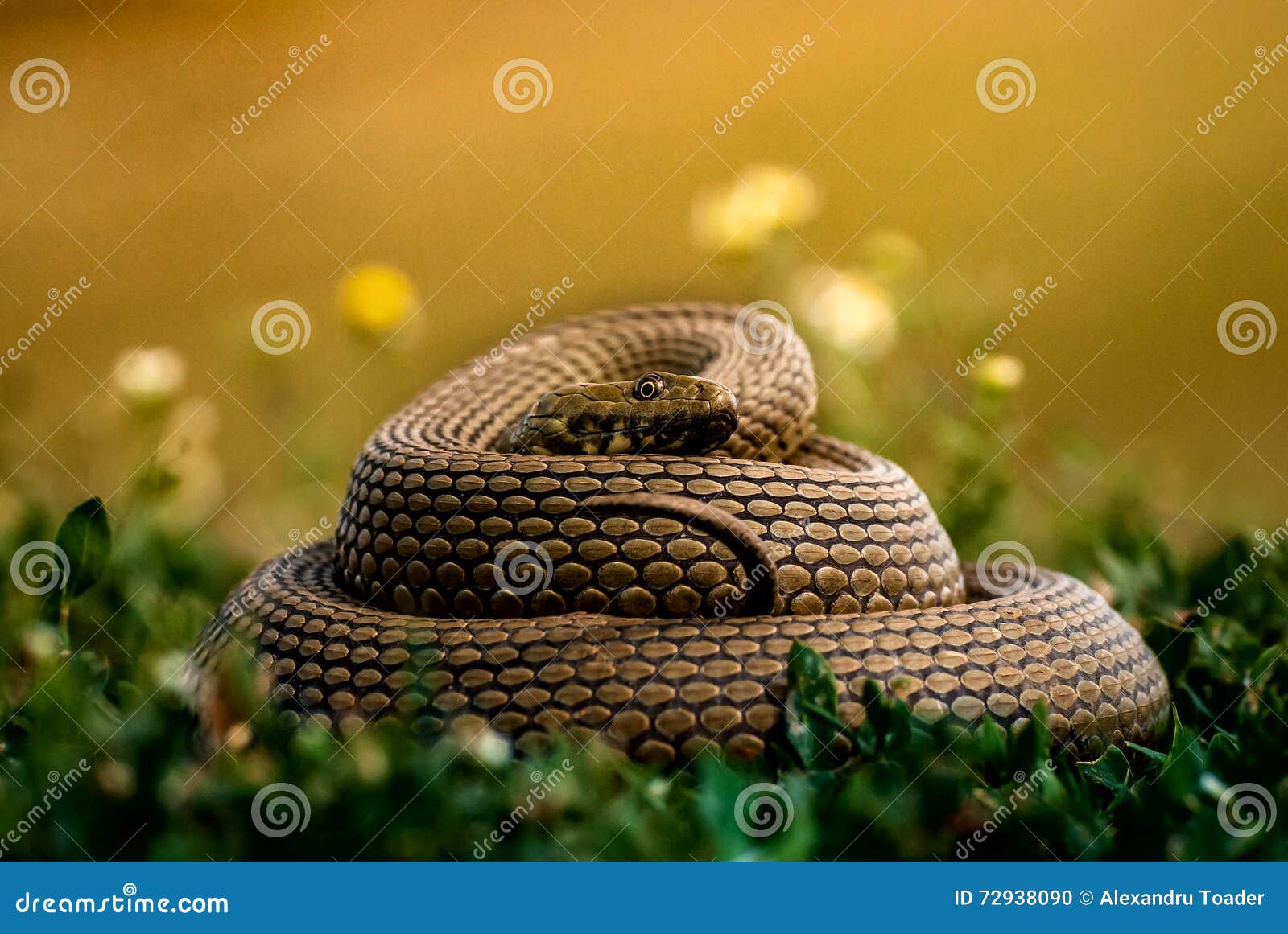 Natrix tessellata stock photo. Image of water, tessellata - 72938090