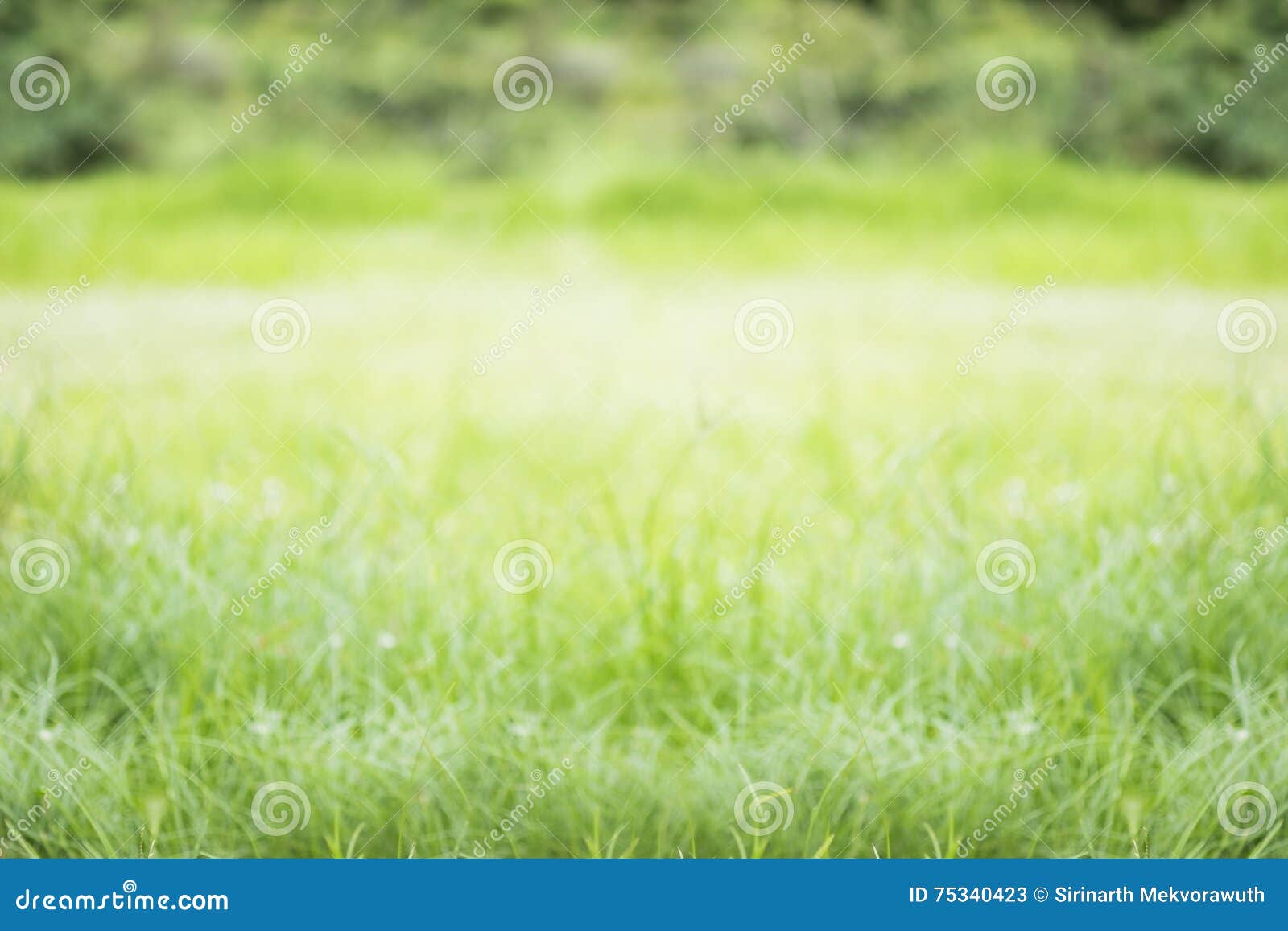 Natrue Green Grass in Park Background Stock Image - Image of green ...