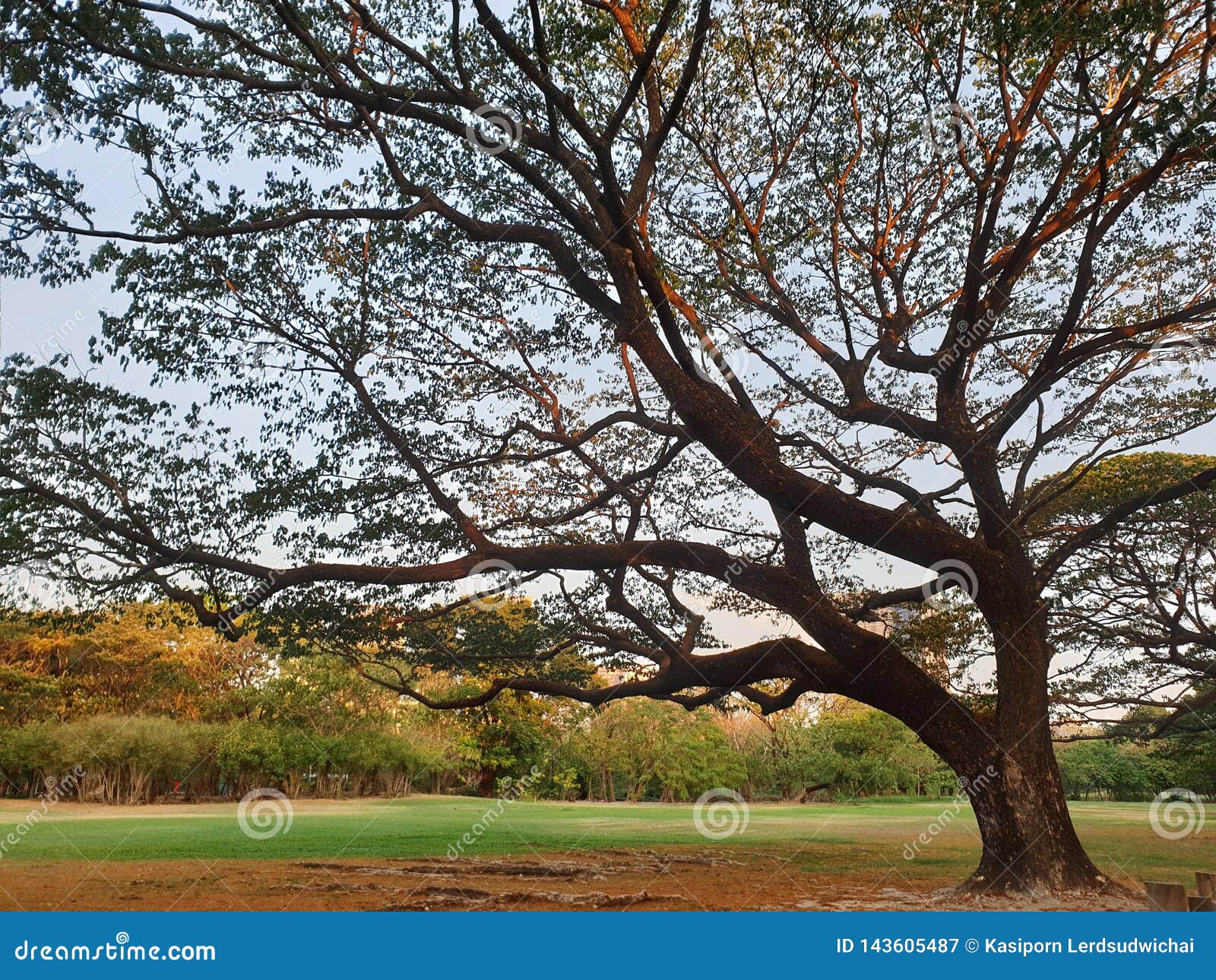 A big tree stock image. Image of greenery, plants, nature - 143605487