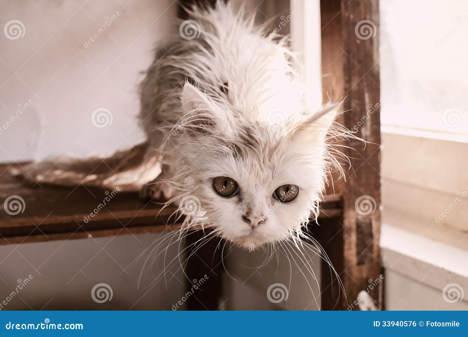 Natte kat stock foto. Image of leuk, lelijk, daarna, grappig - 33940576