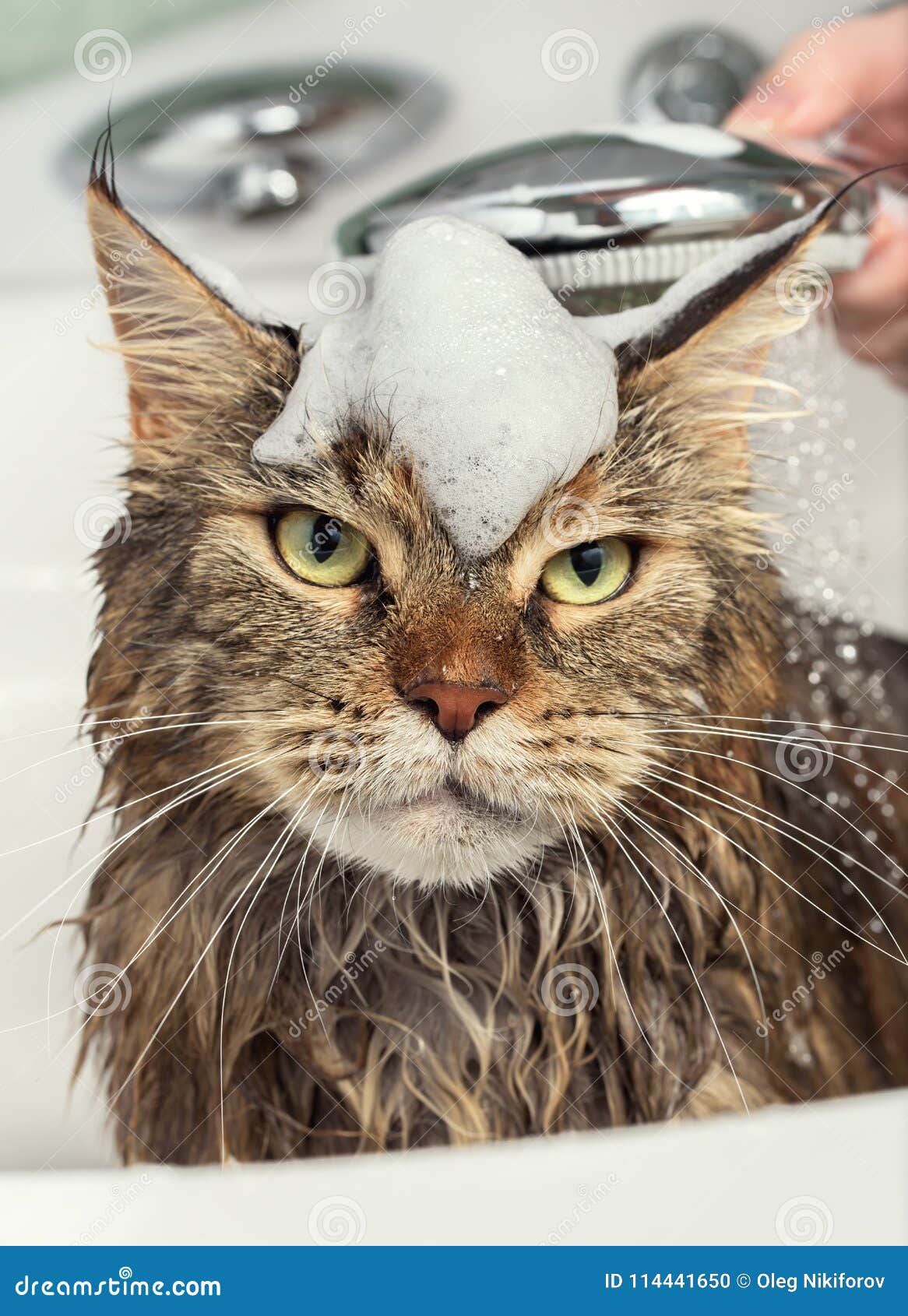 Natte kat in het bad stock foto. Image of reiniging - 114441650