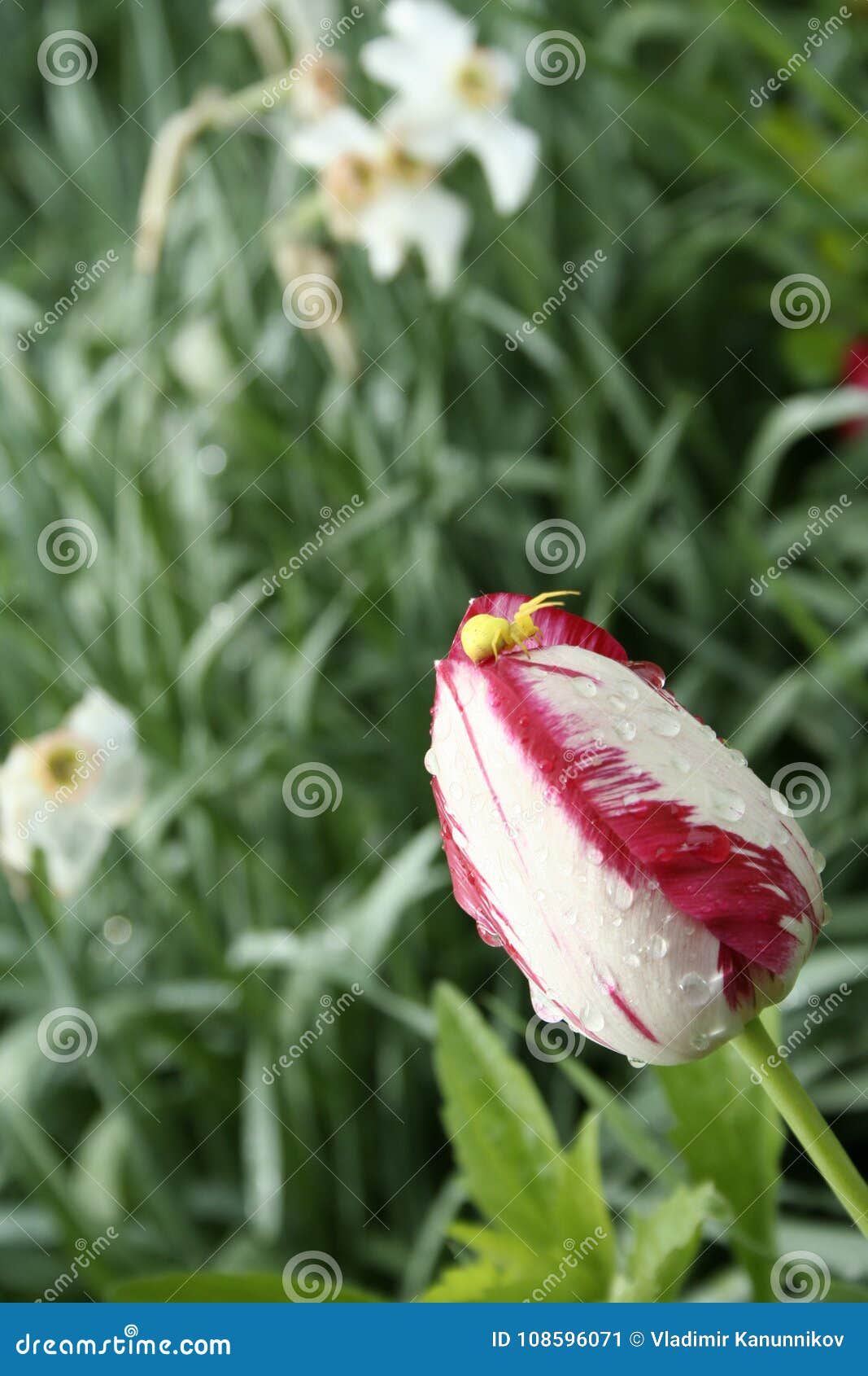 Natte Rood-witte Tulp En Gele Spin Stock Afbeelding - Image of mooi ...