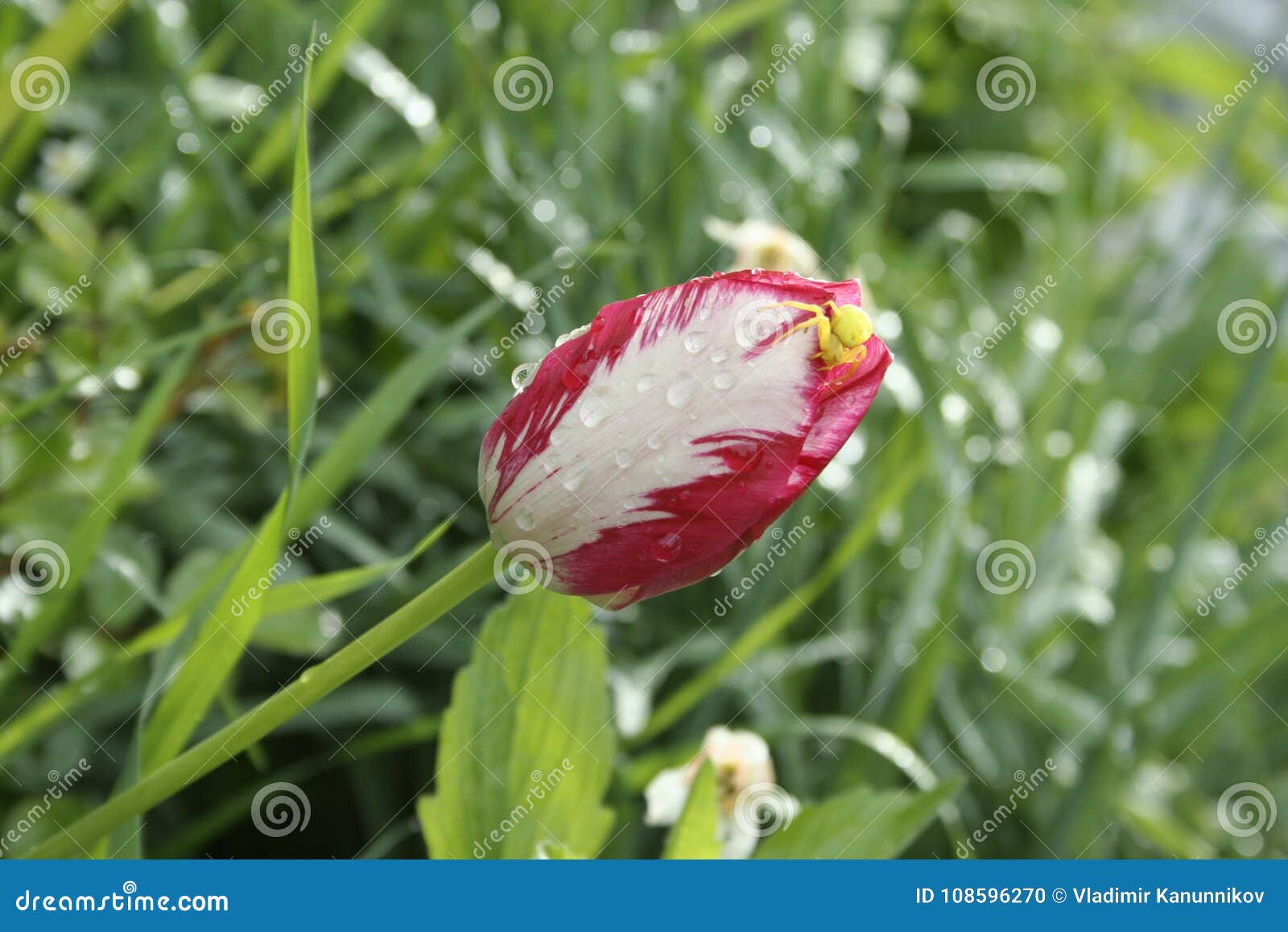 Natte Rood-witte Tulp En Gele Spin Stock Foto - Image of tuin, lente ...