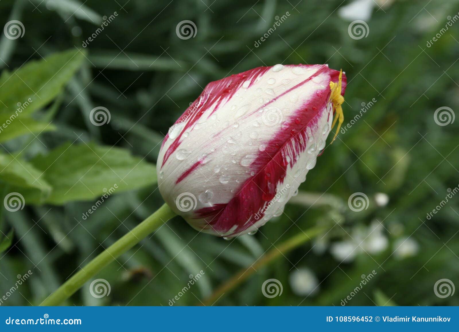 Natte Rood-witte Tulp En Gele Spin Stock Foto - Image of water, spin ...