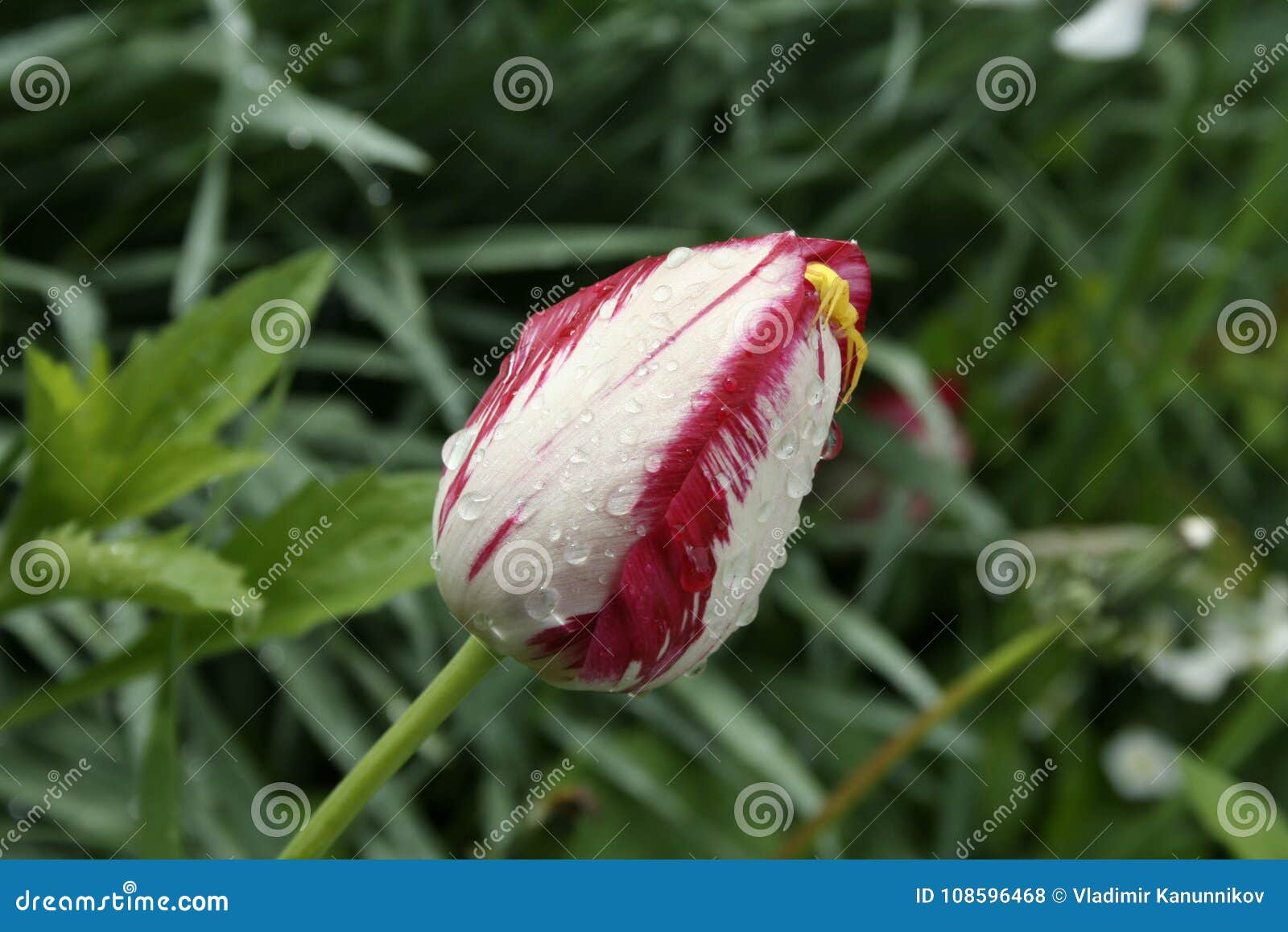 Natte Rood-witte Tulp En Gele Spin Stock Foto - Image of water, ontdoen ...