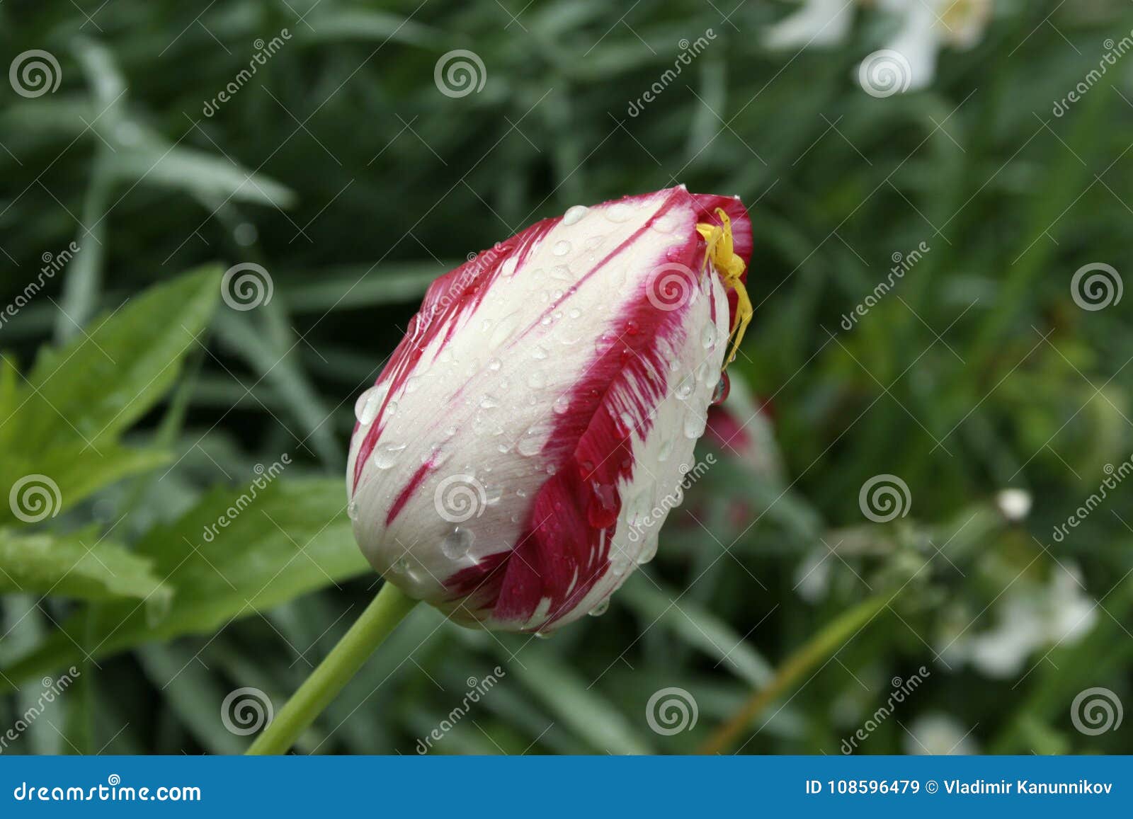 Natte Rood-witte Tulp En Gele Spin Stock Afbeelding - Image of ...