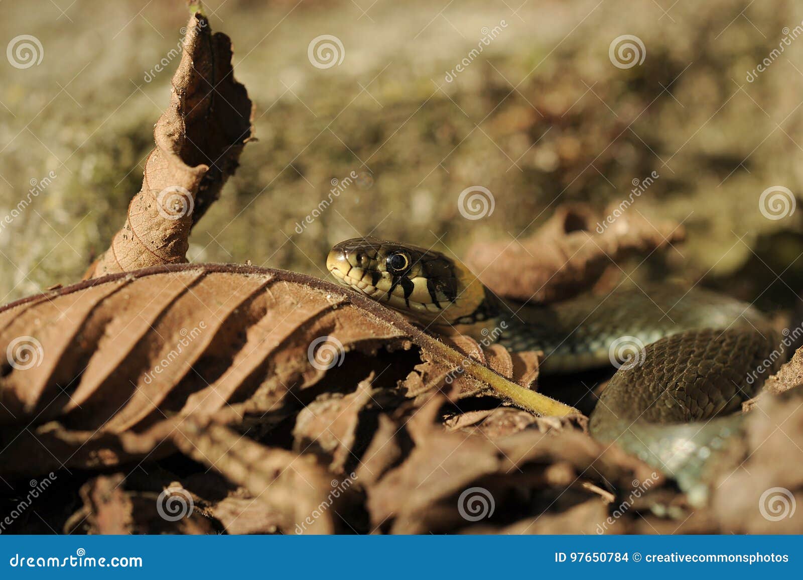 Natter Snake Picture. Image: 97650784