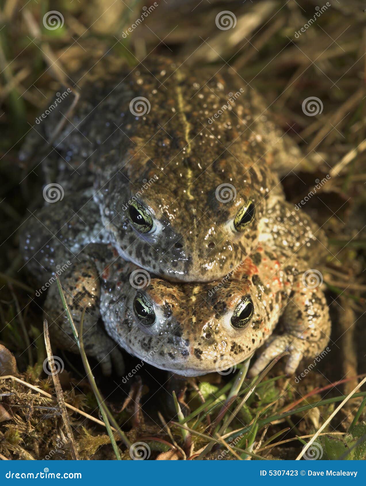 Natterjack Toad stock image. Image of bufo, diurnal, natterjacks - 5307423