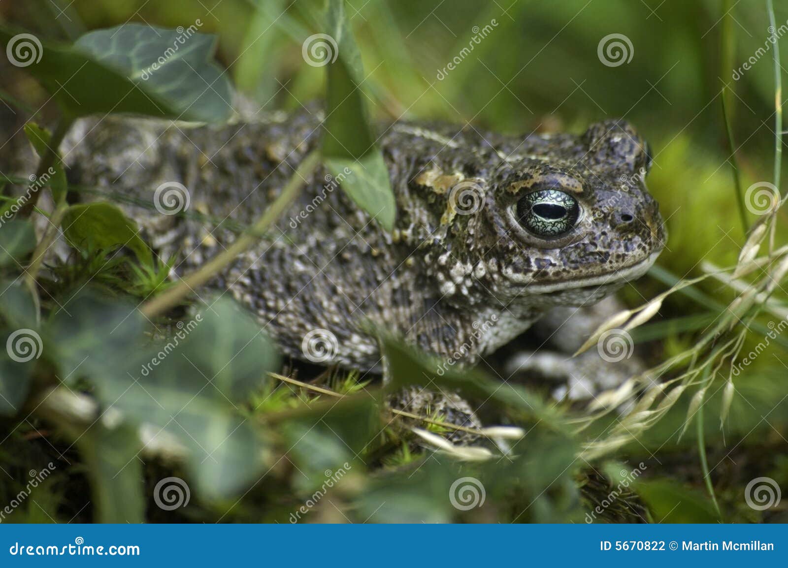 Natterjack toad stock photo. Image of animal, frog, pond - 5670822