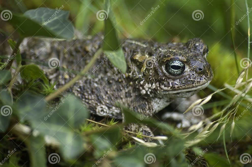 Natterjack toad stock photo. Image of animal, frog, pond - 5670822