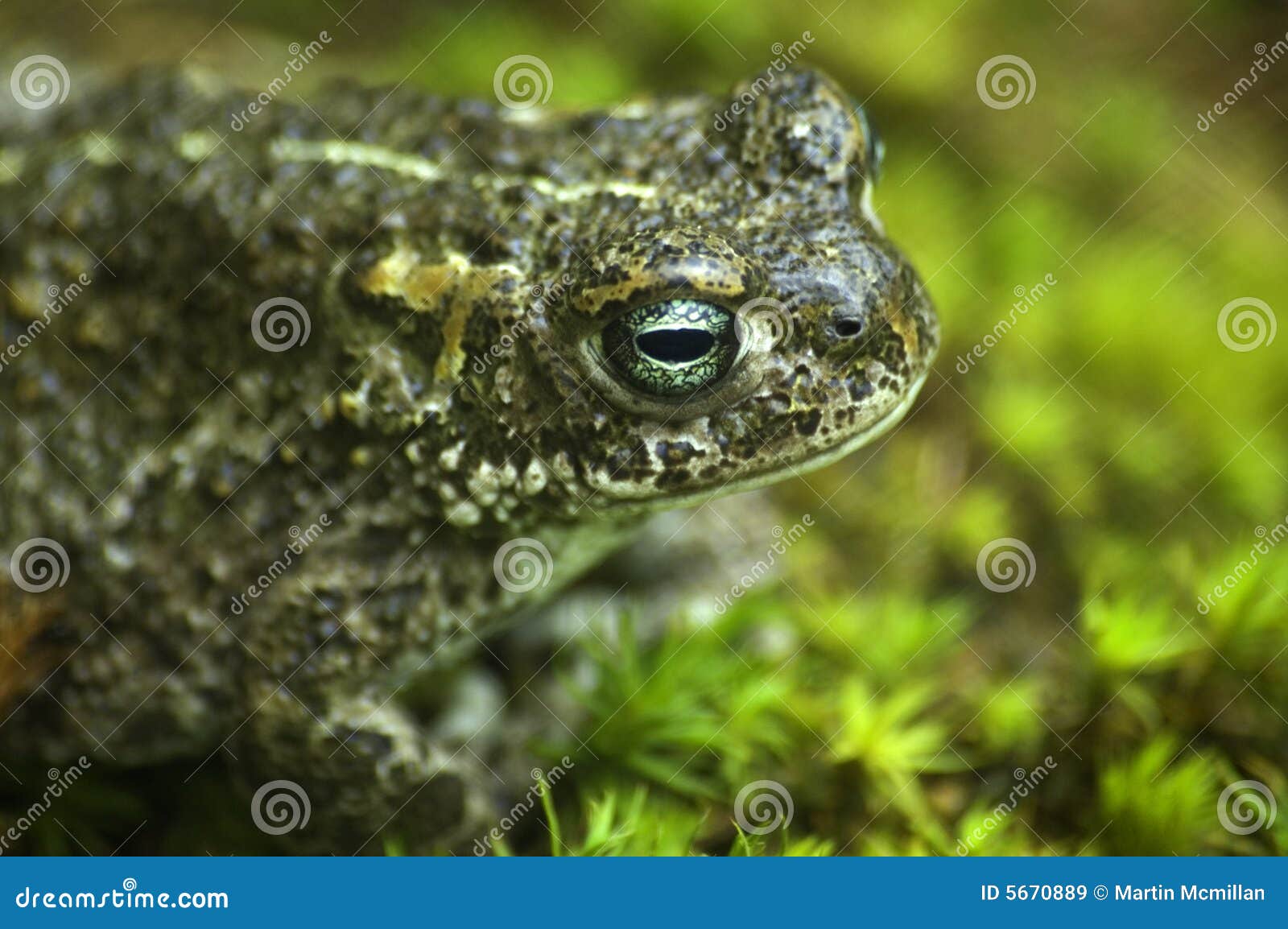 Natterjack toad stock image. Image of jack, animal, pondlife - 5670889