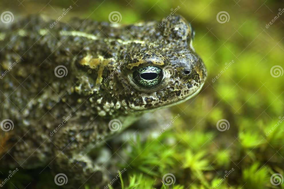 Natterjack toad stock image. Image of jack, animal, pondlife - 5670889