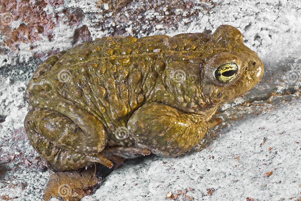 Natterjack toad stock photo. Image of habitat, small - 31984866