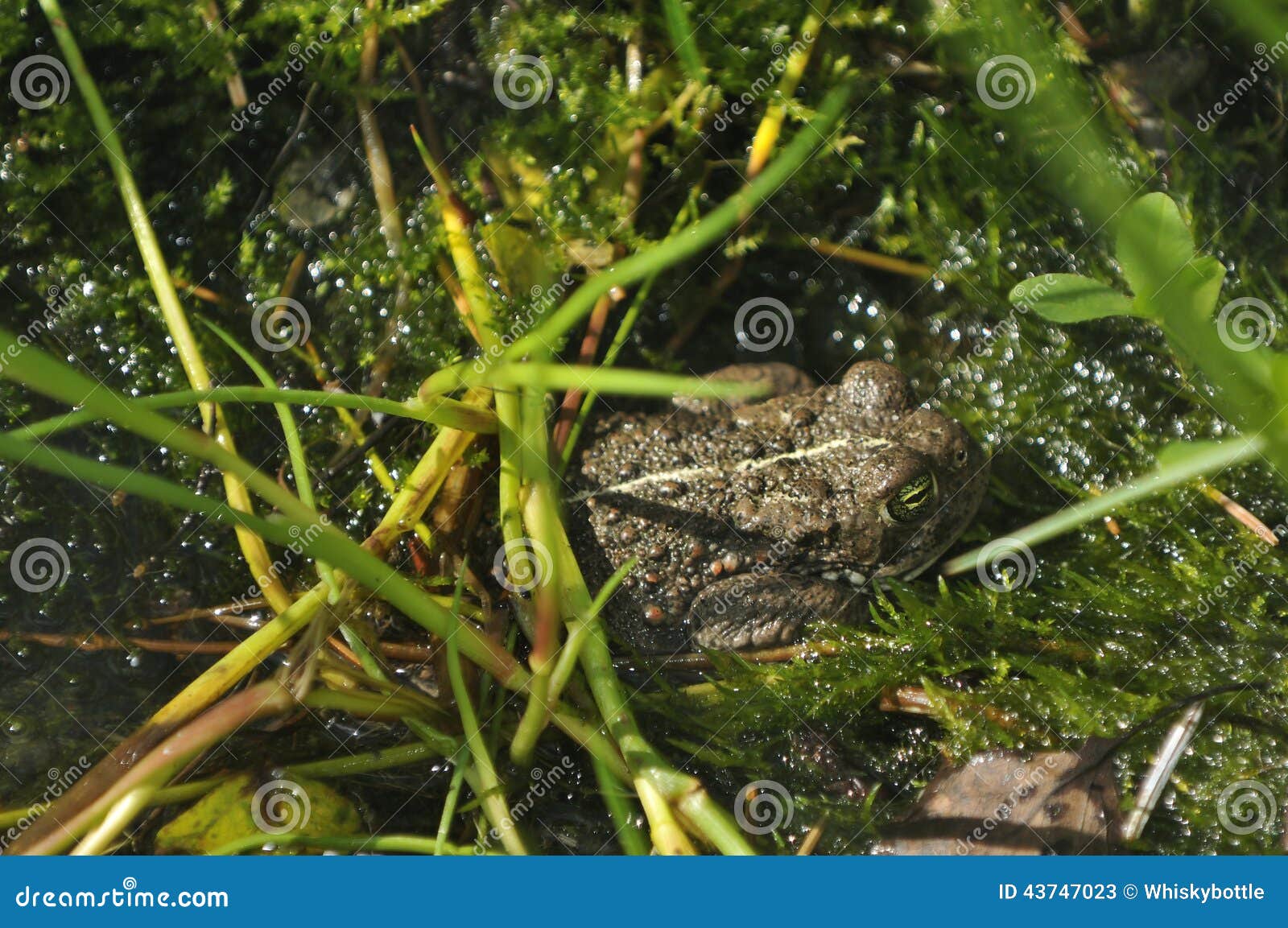 Natterjack Toad stock image. Image of horizontal, dunes - 43747023