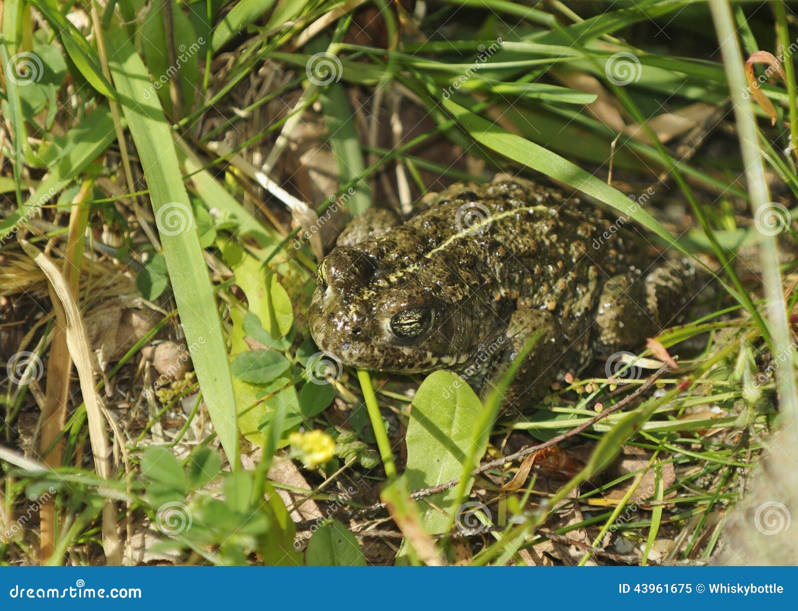 Natterjack Toad stock image. Image of eyes, horizontal - 43961675