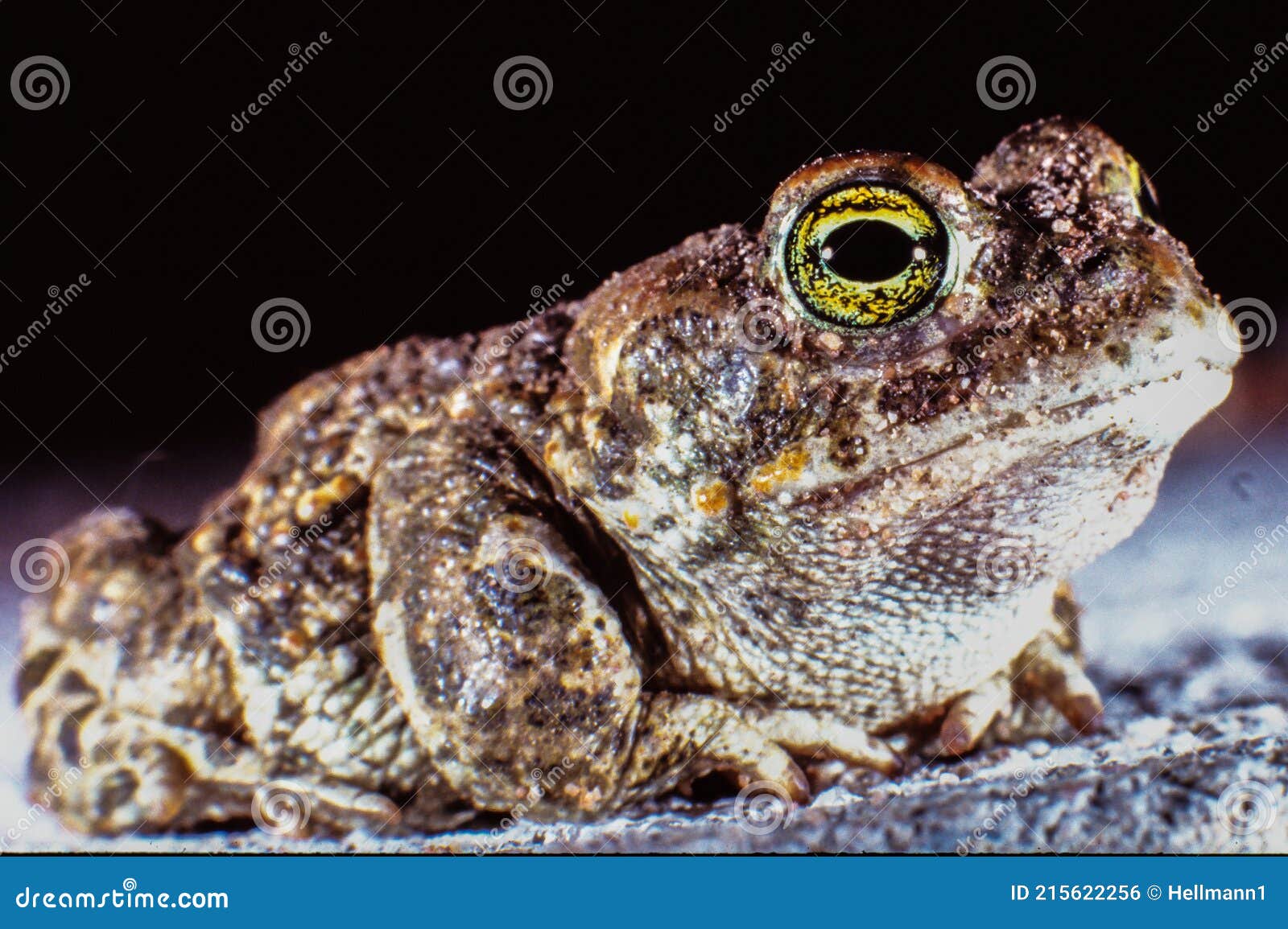 Natterjack Toad stock photo. Image of bufo, brown, creature - 215622256