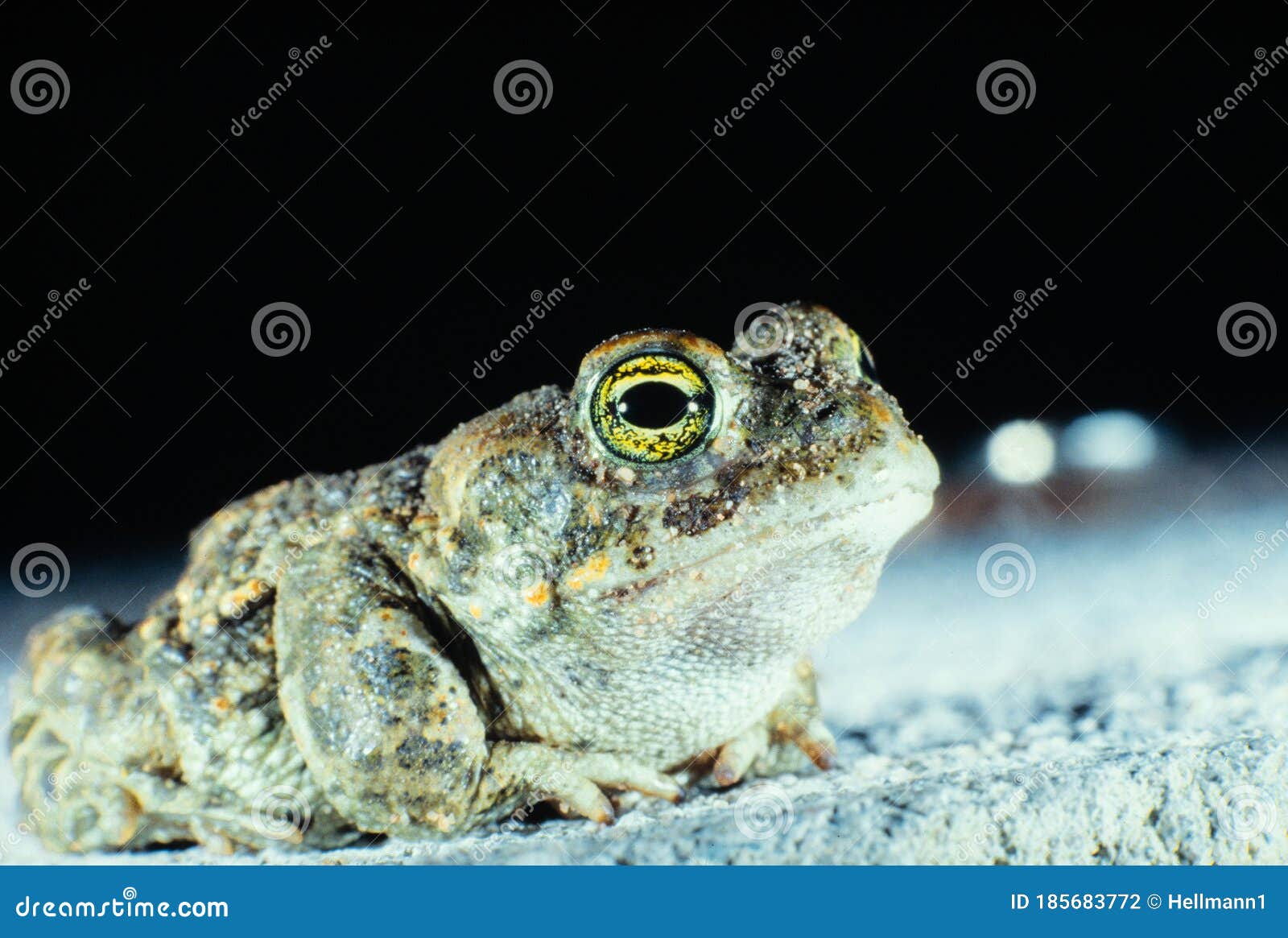 Natterjack Toad stock photo. Image of flower, habitat - 185683772