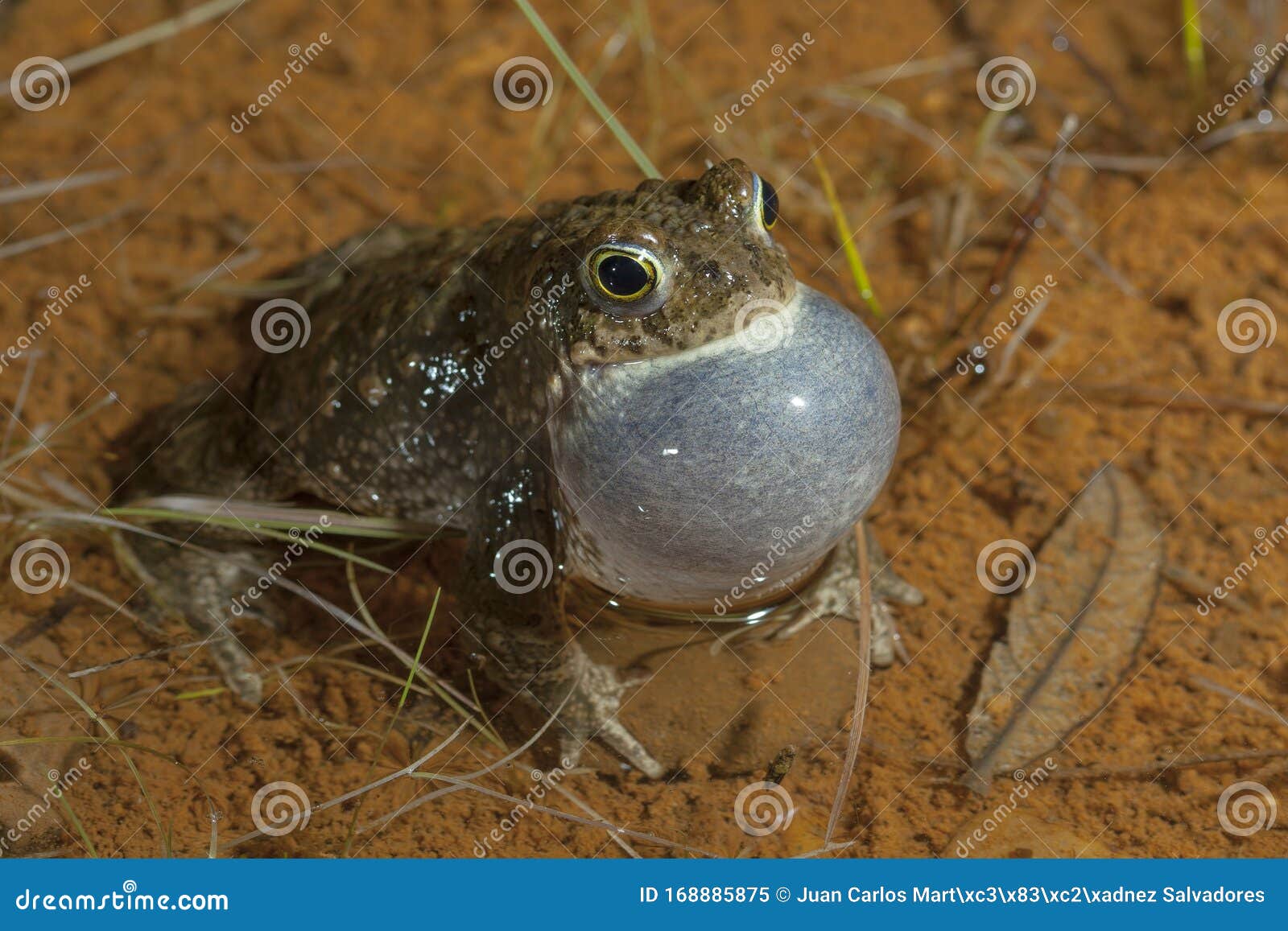 Natterjack Toad Epidalea Calamita Singing at Night in Its Pond. Stock ...