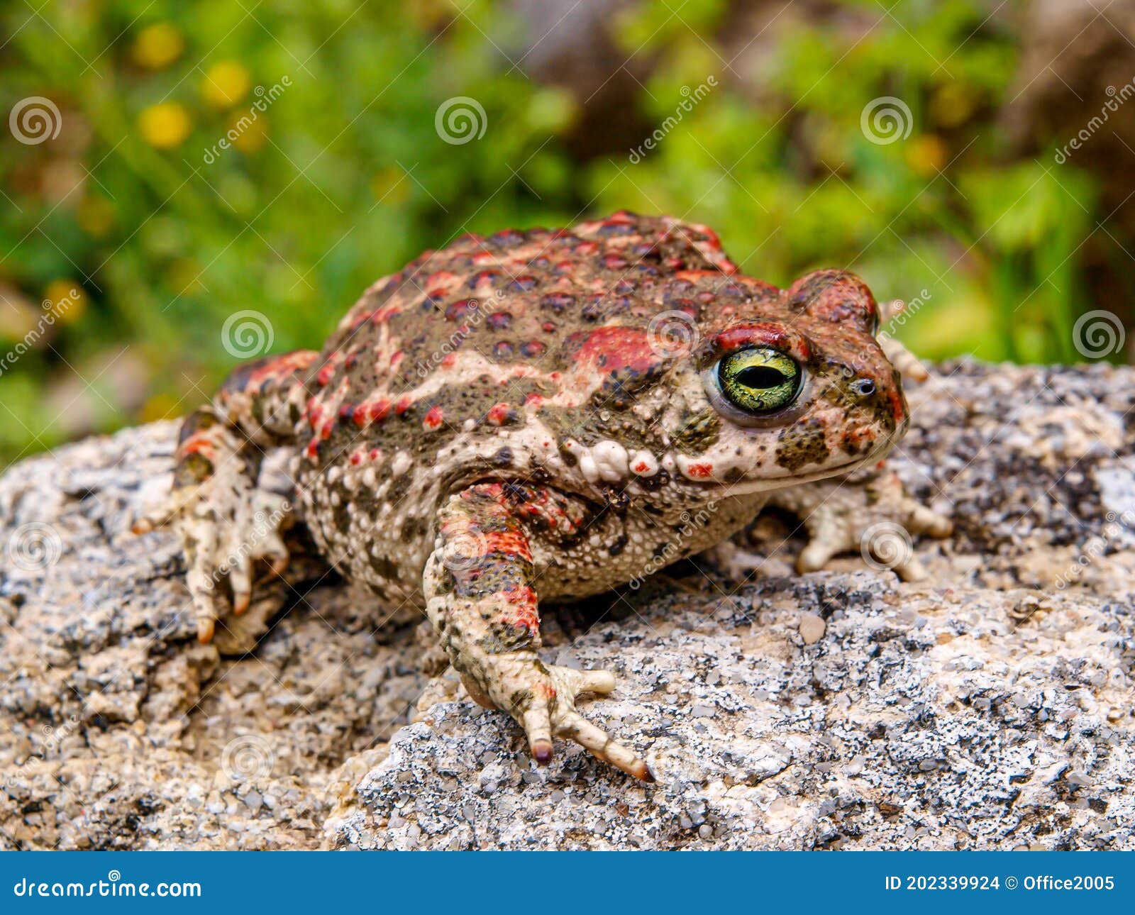 Natterjack Toad Epidalea Calamita Foto de archivo - Imagen de sacudida ...