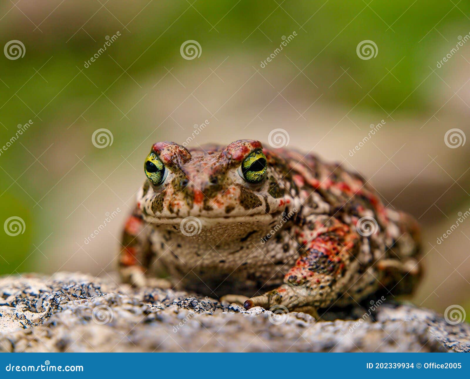Natterjack Toad Epidalea Calamita Stock Photo - Image of calamita ...