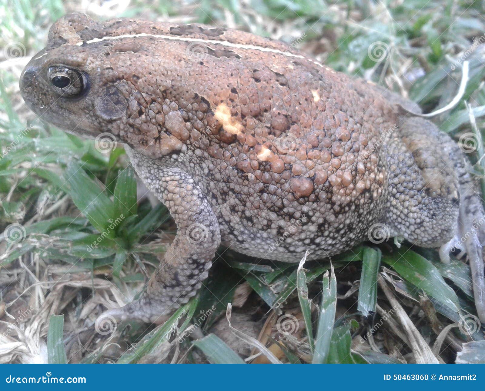 Natterjack Toad stock photo. Image of amphibians, reptile - 50463060