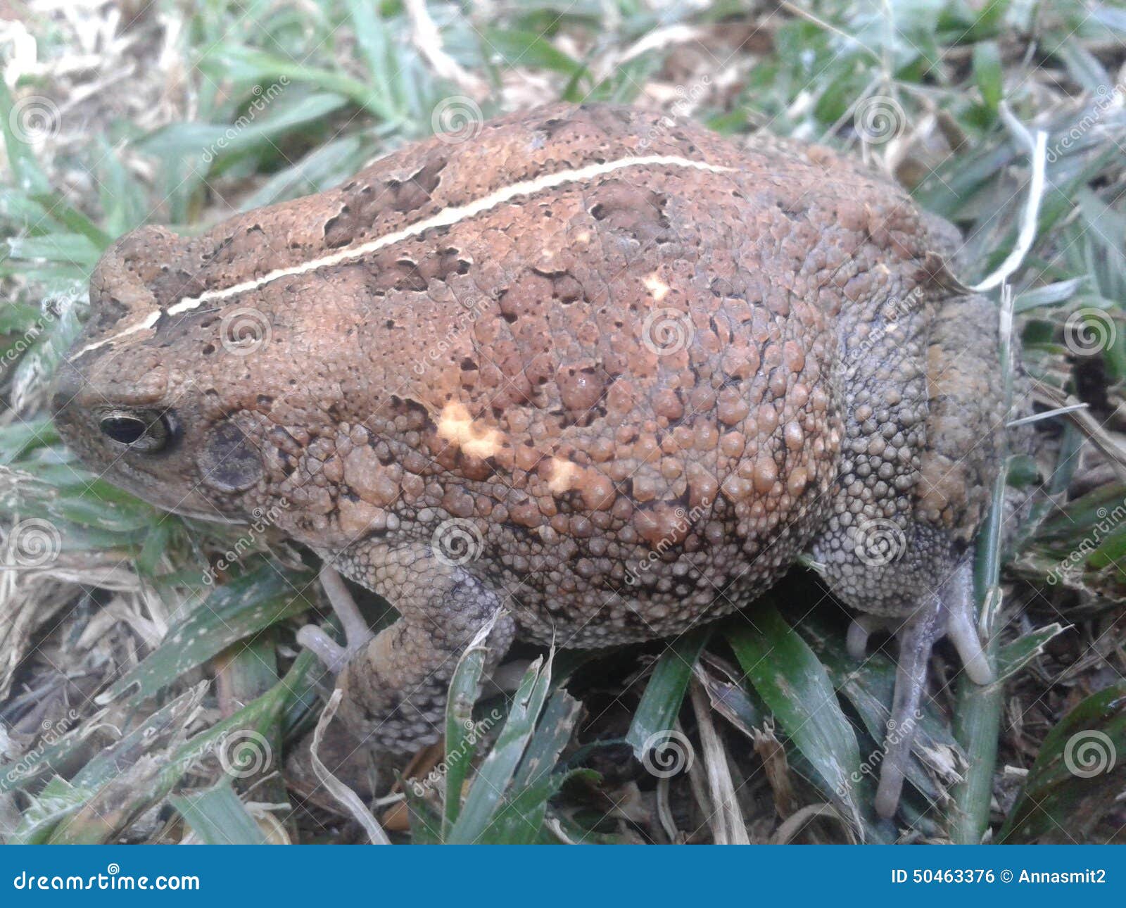 Natterjack Toad stock photo. Image of ranidae, organism - 50463376