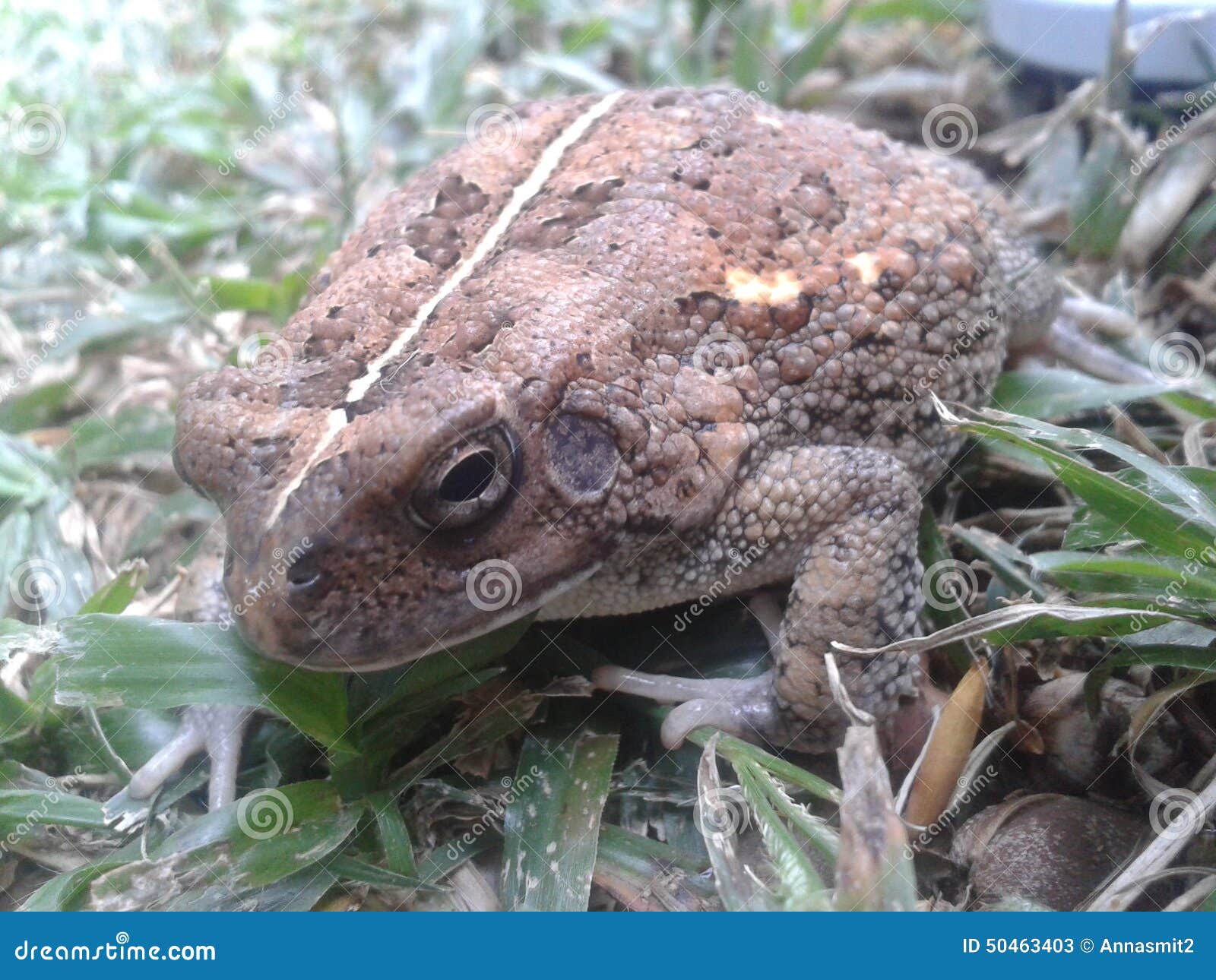 Natterjack Toad stock image. Image of grass, reptile - 50463403