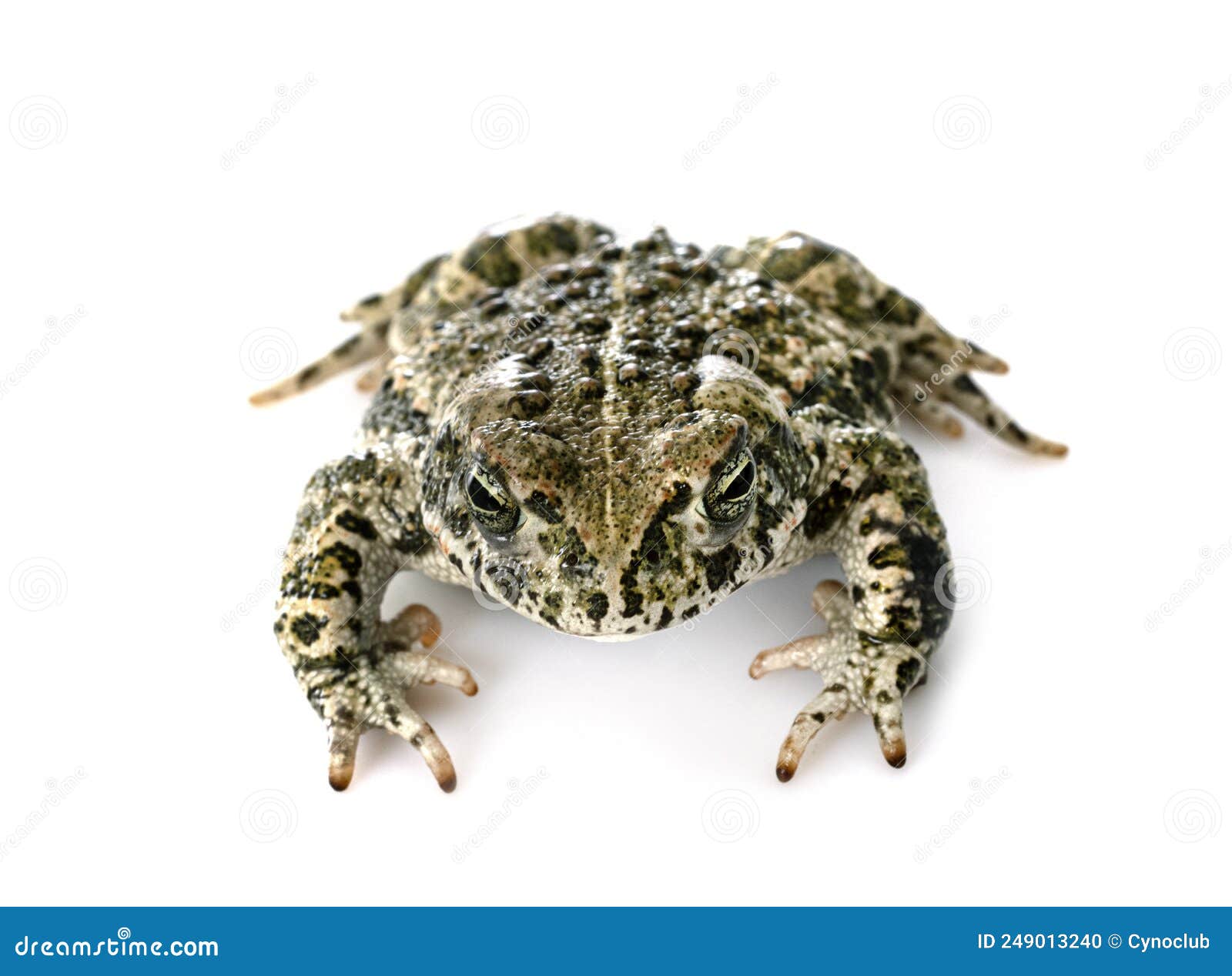 Natterjack toad in studio stock photo. Image of amphibian - 249013240