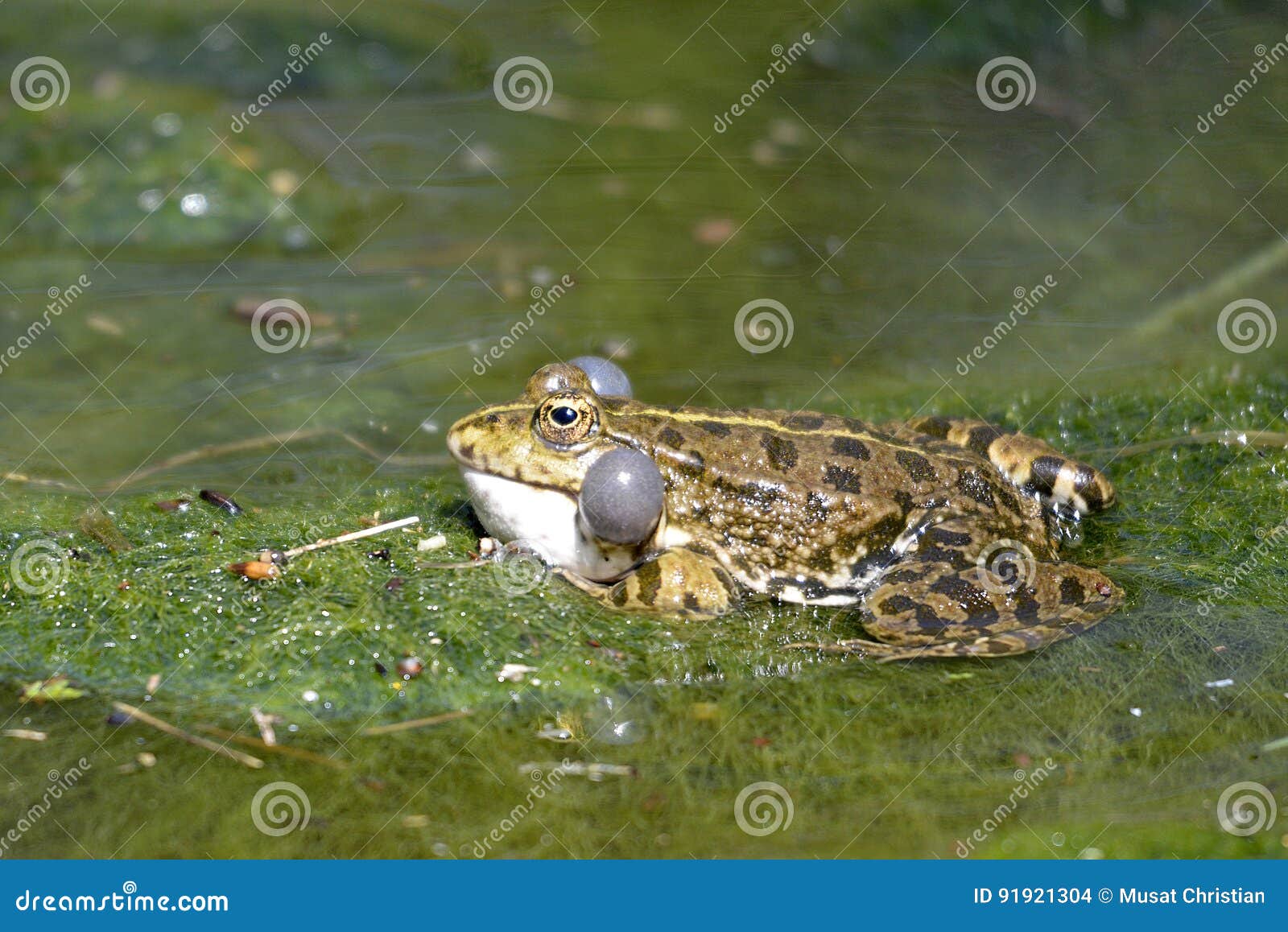 Natterjack toad in water stock photo. Image of vocal - 91921304