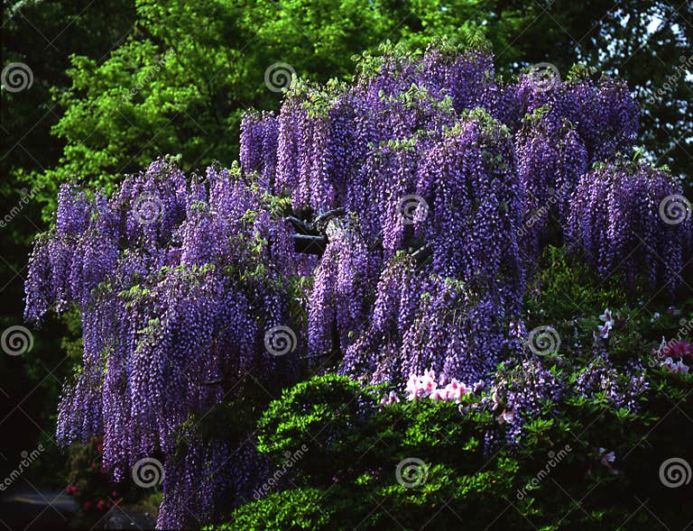 Natuer-11 stock image. Image of flowers, majestic, park - 4745677