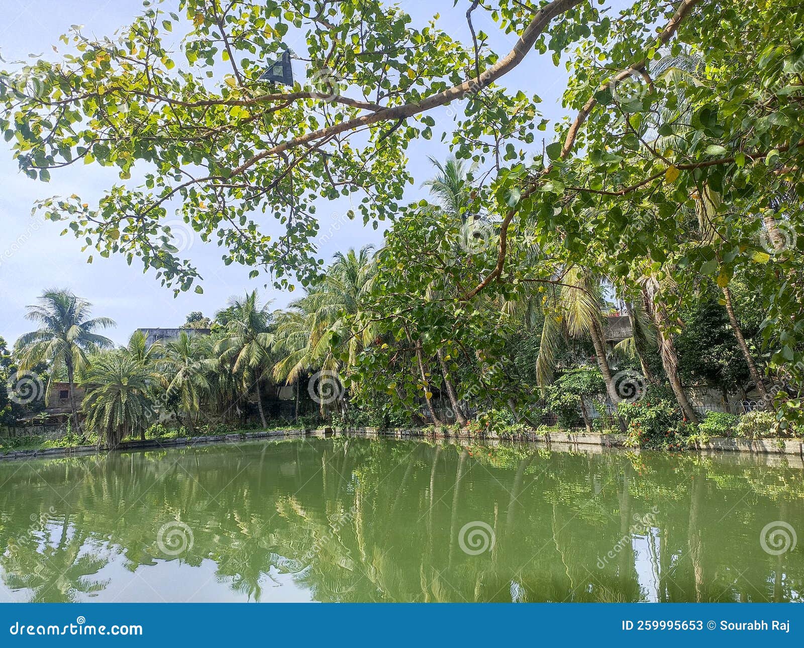 Natur view pond Kolkata stock image. Image of kolkata - 259995653