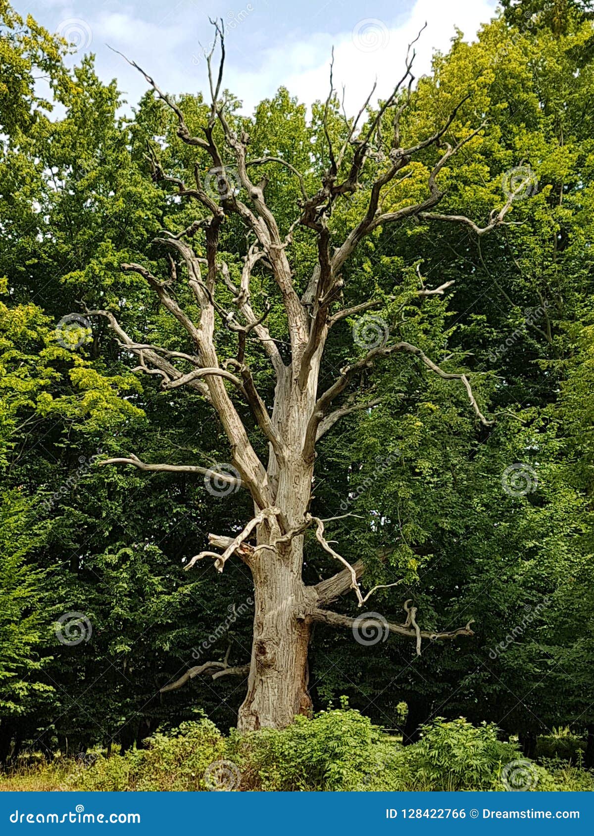 Natur Wald Wood Forest Natur Stock Photo - Image of wood, forest: 128422766