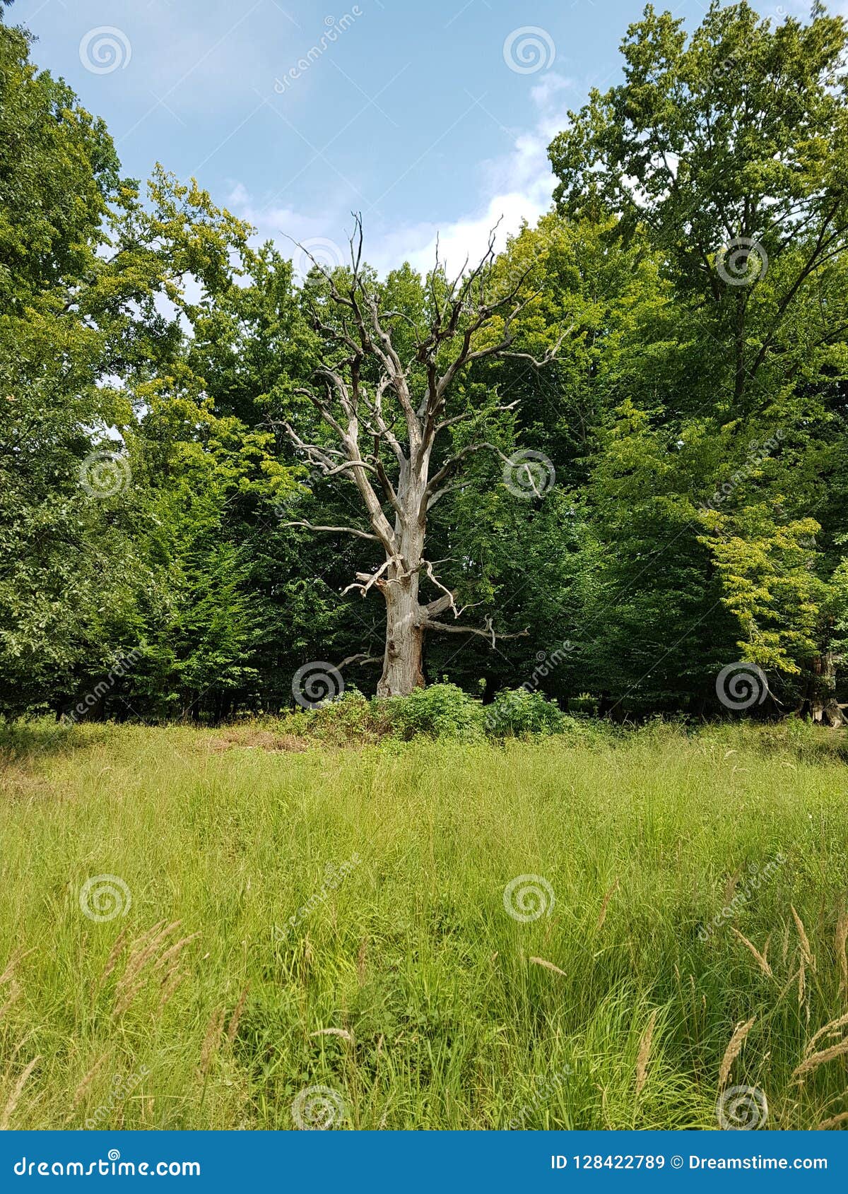 Natur Wald Wood Forest Natur Stock Image - Image of forest, wald: 128422789