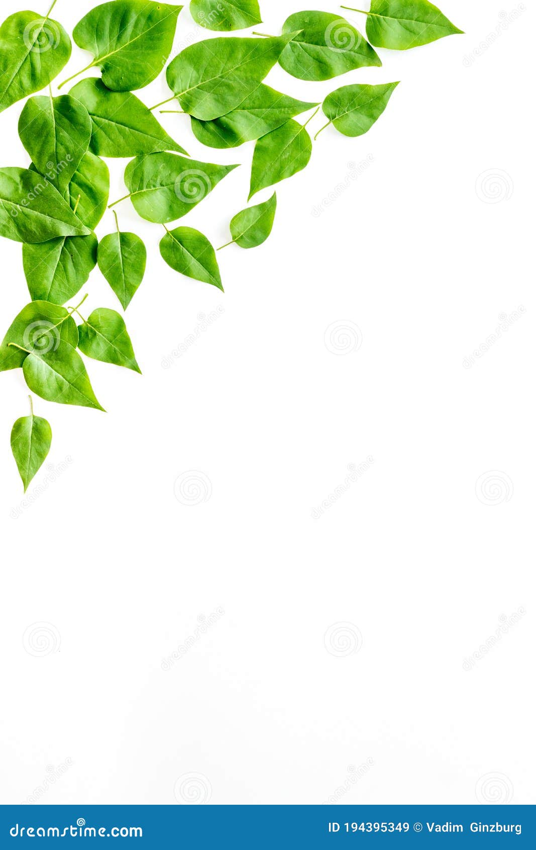 Natura Layout of Green Tree Leaves, Concept, Top View, Flat Lay Stock ...