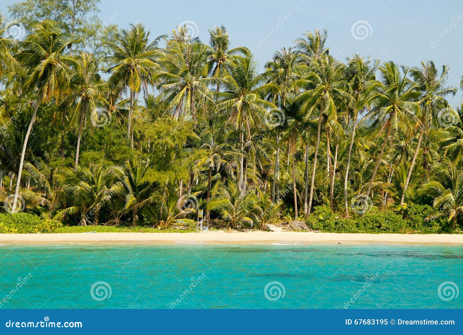 Natura nei tropici immagine stock. Immagine di palme - 67683195