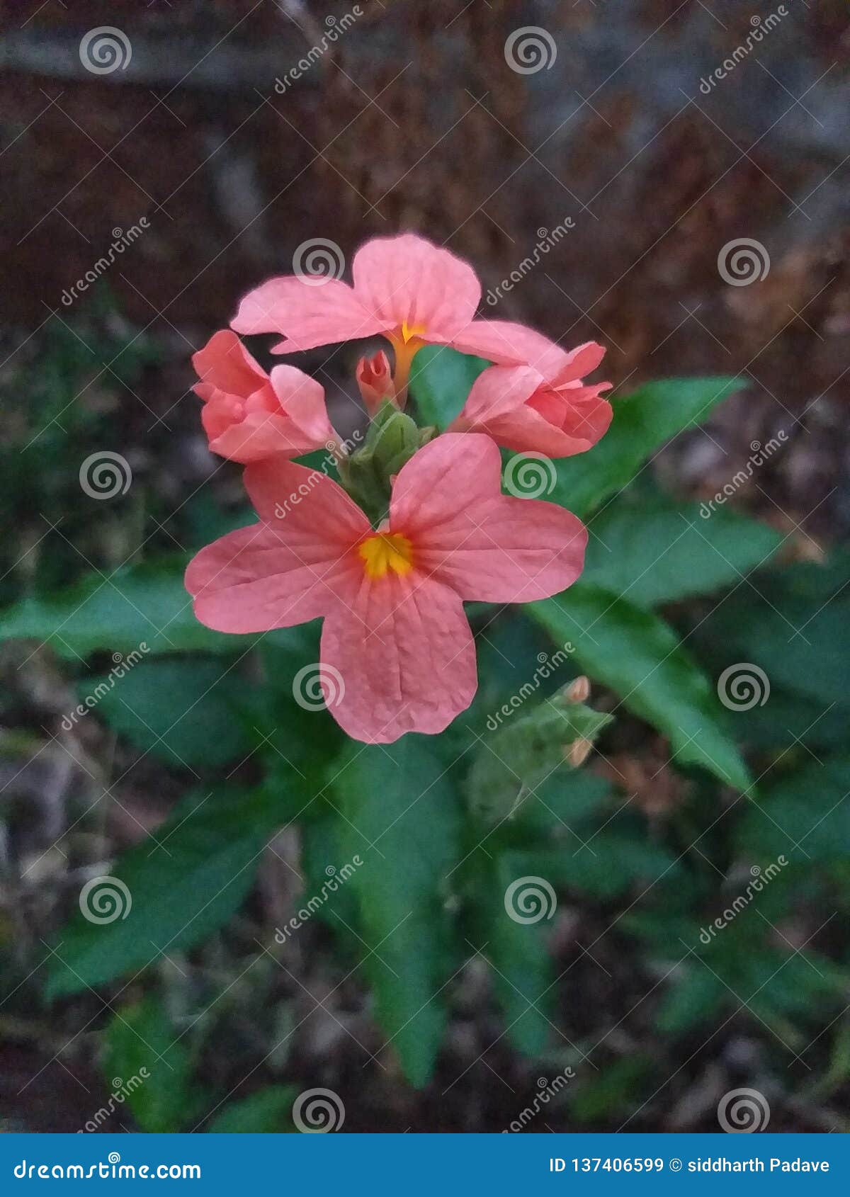 Aboli flower in a garden stock image. Image of colour - 137406599
