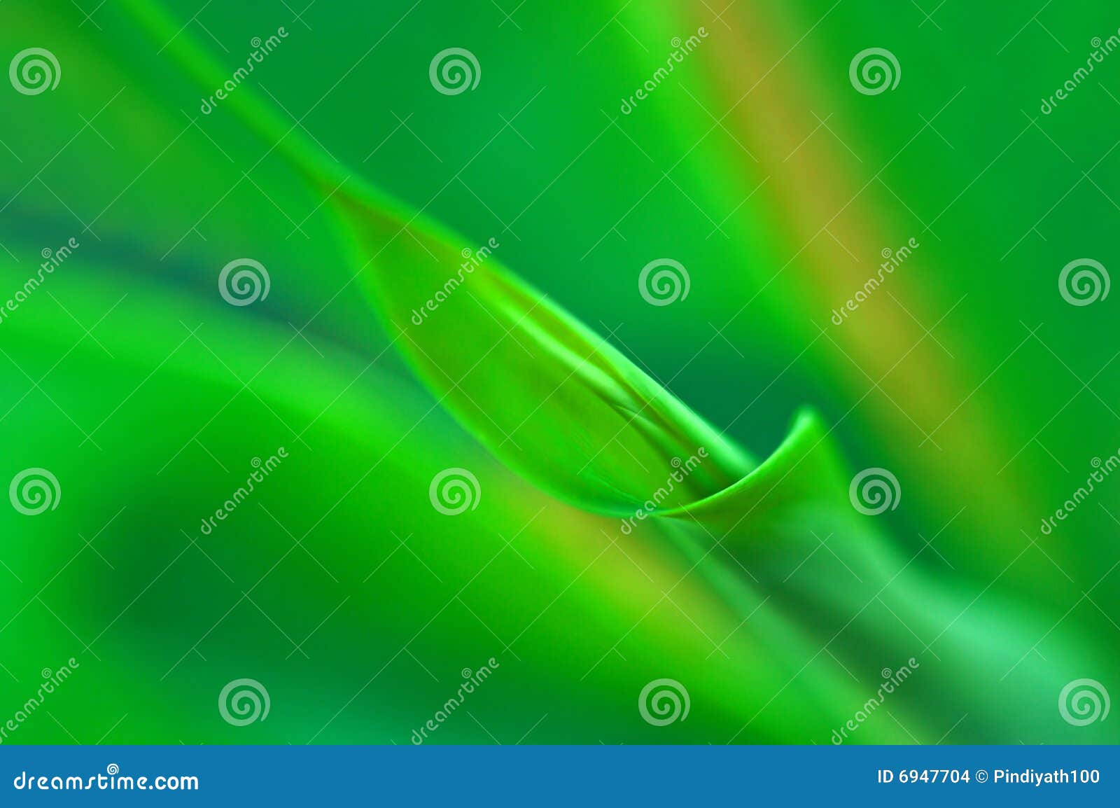 Natural leaf abstract stock photo. Image of macro, abstract - 6947704
