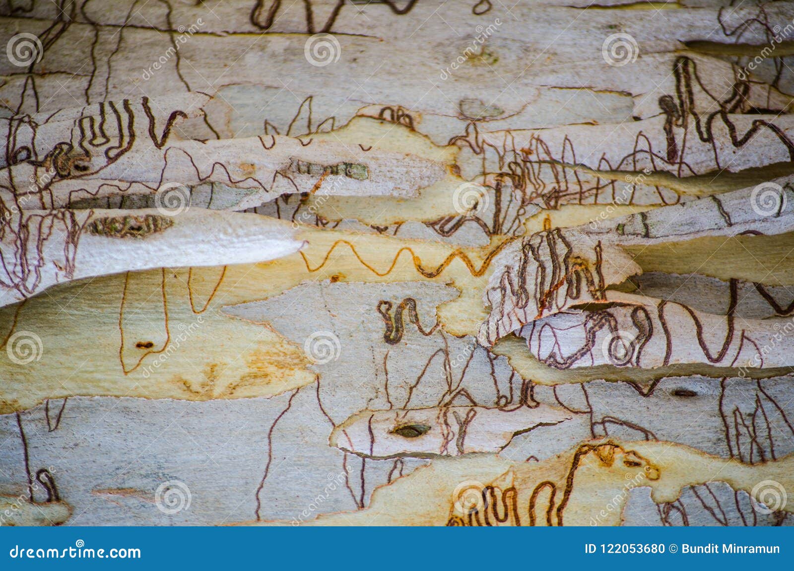 Natural Abstract Pattern on Bark Texture of Eucalyptus Tree with Insect ...